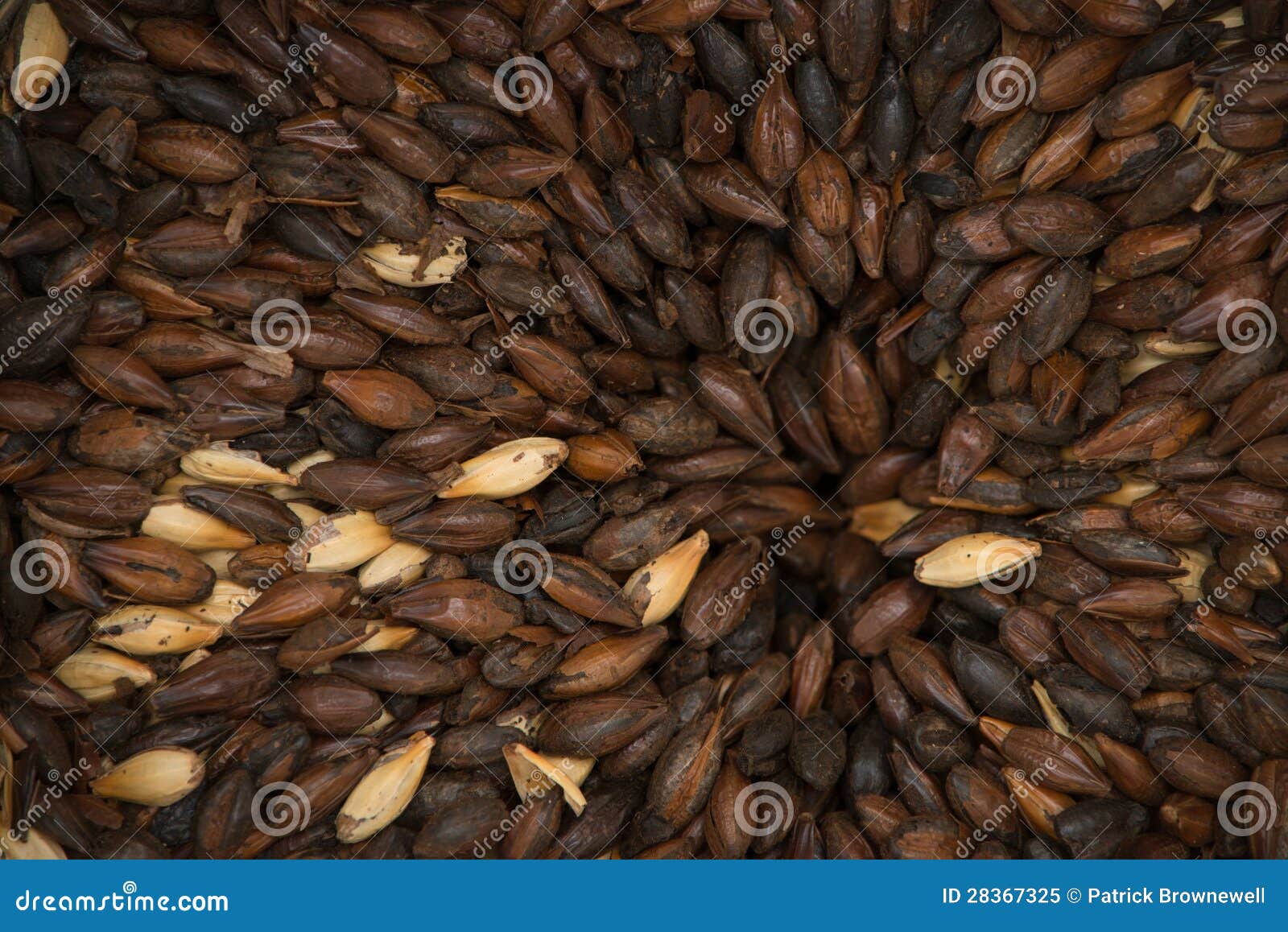 Malted Barley stock image. Image of malted, malt, grains - 28367325