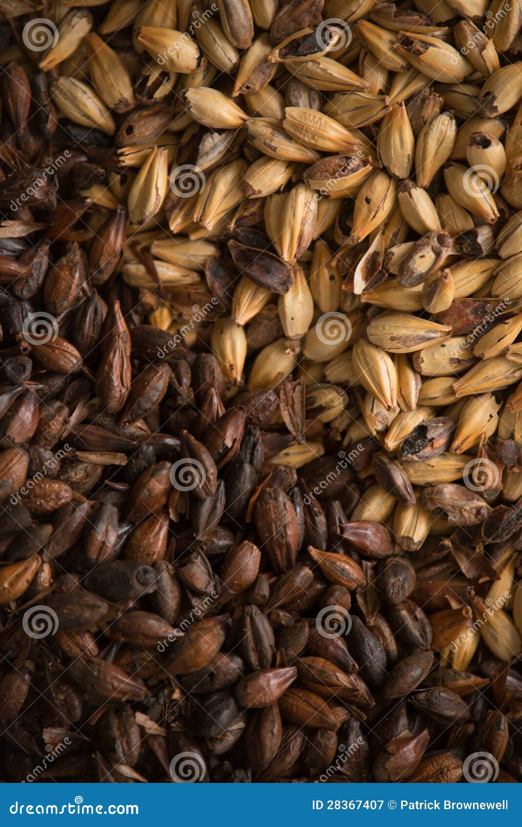 Malted Barley stock image. Image of grains, barley, malted - 28367407