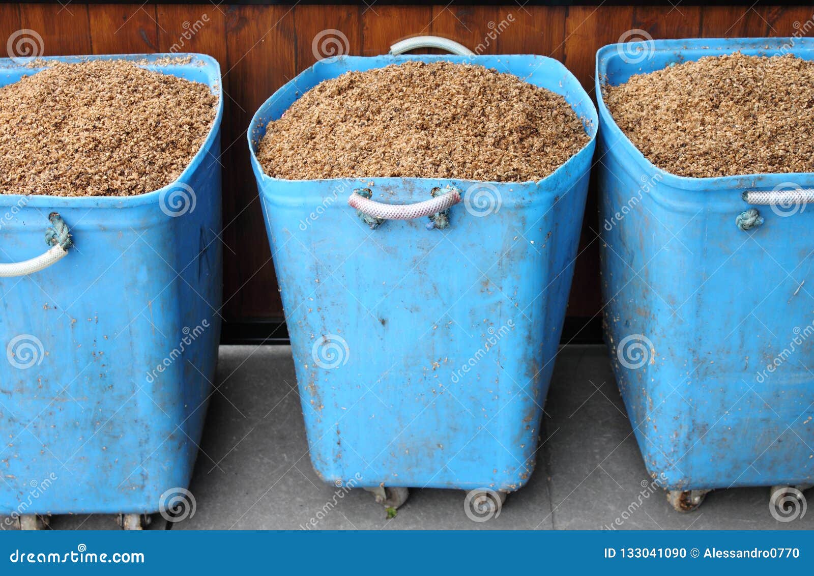 Malted barley grains stock photo. Image of grains, blue - 133041090