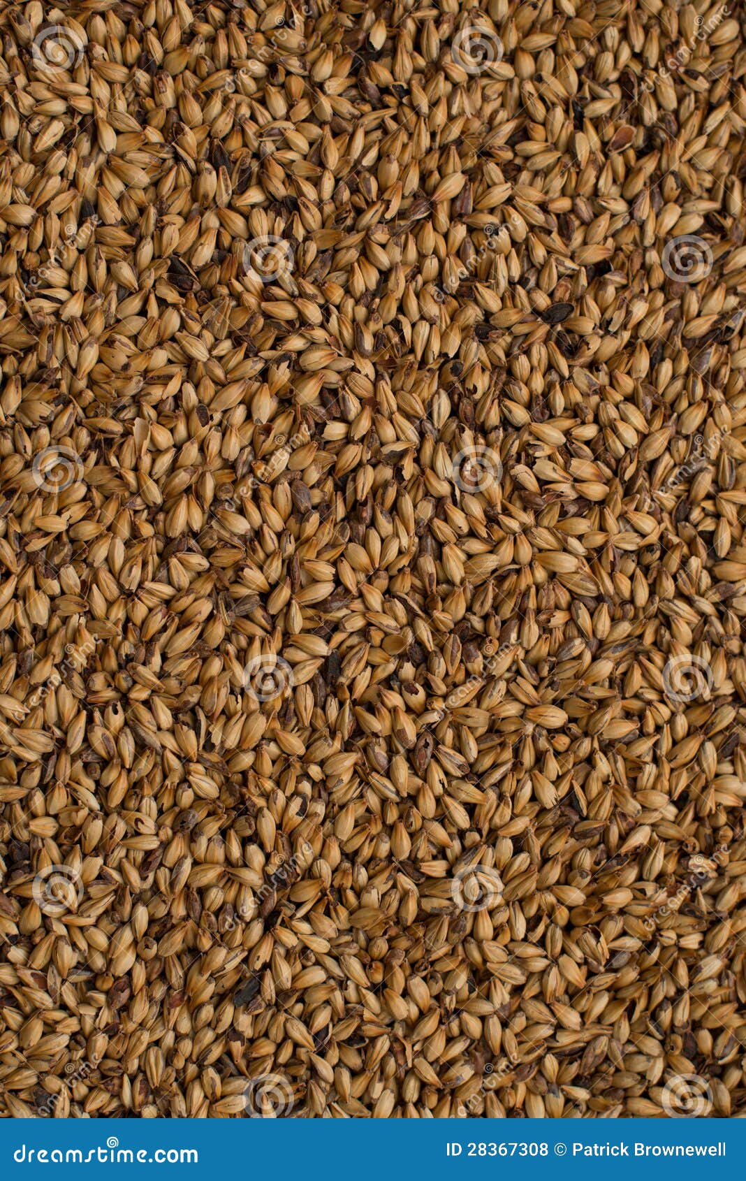 Malted grains stock photo. Image of crystal, malt, malted - 28367308