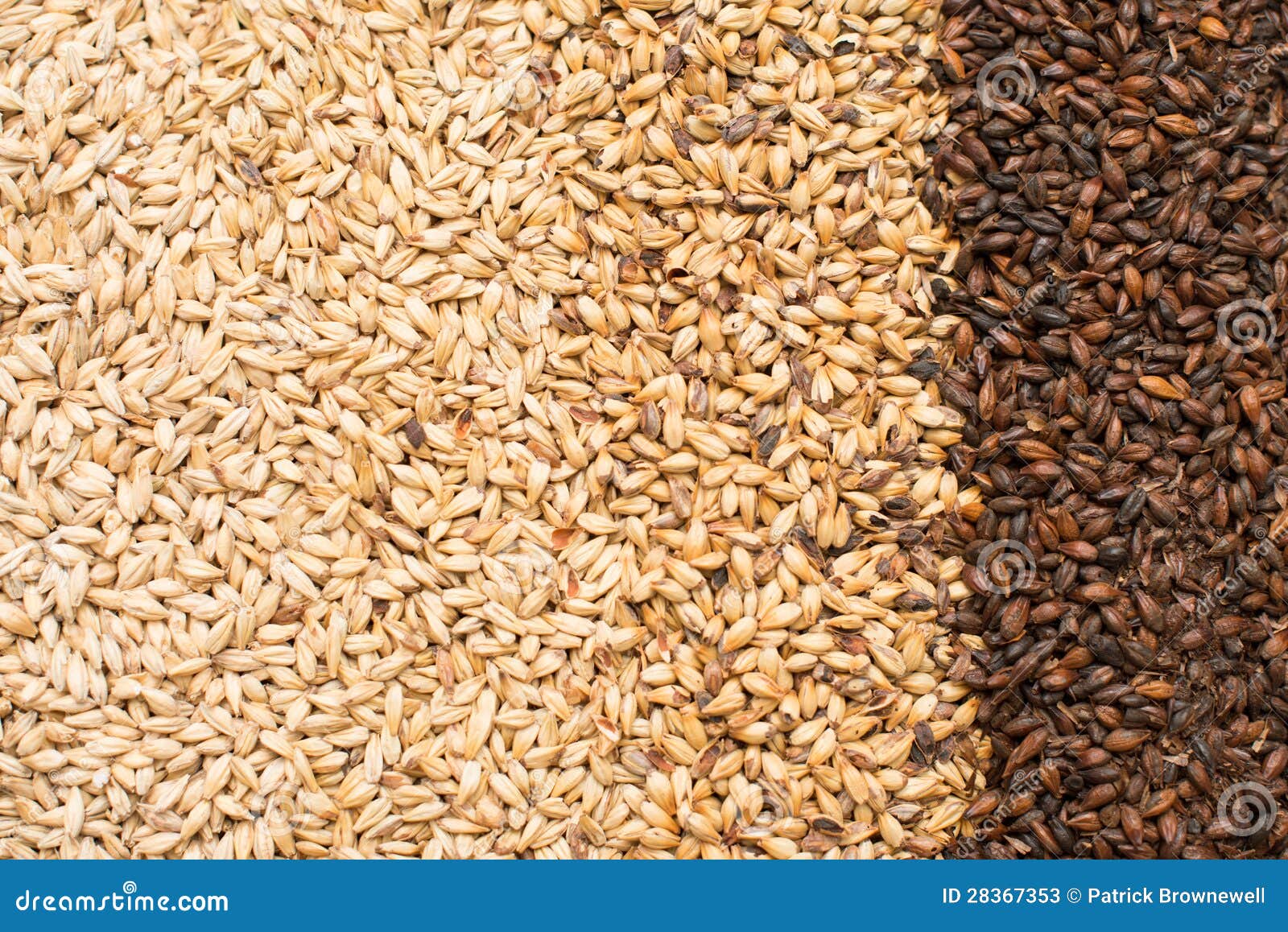 Malted grains stock image. Image of wheat, malted, beer - 28367353