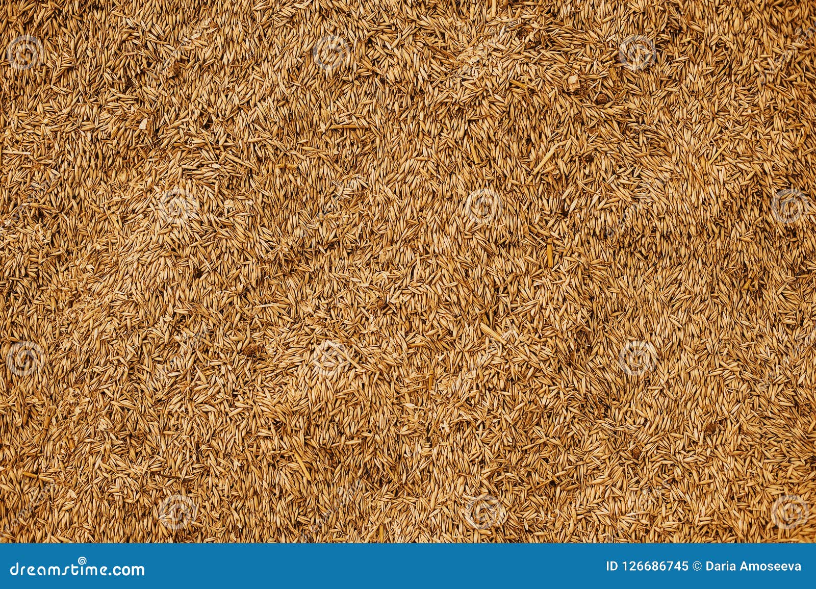 Malted Wheat Grain Texture. Rich Harvest Concept Stock Image - Image of ...