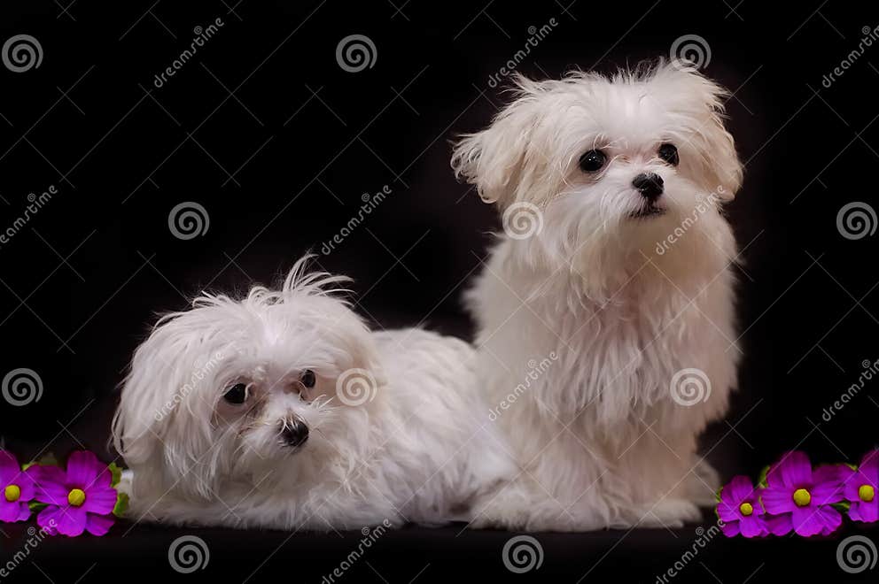 Maltese stock photo. Image of creature, mammal, mans, lovely - 3507198