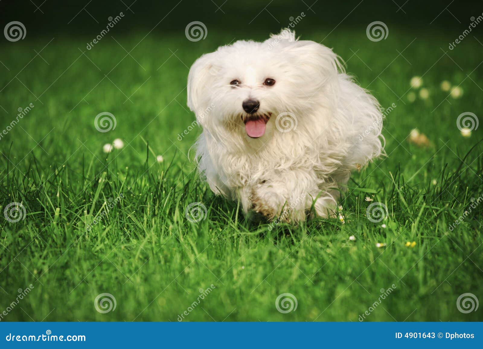 Maltese stock image. Image of playing, white, puppies - 4901643