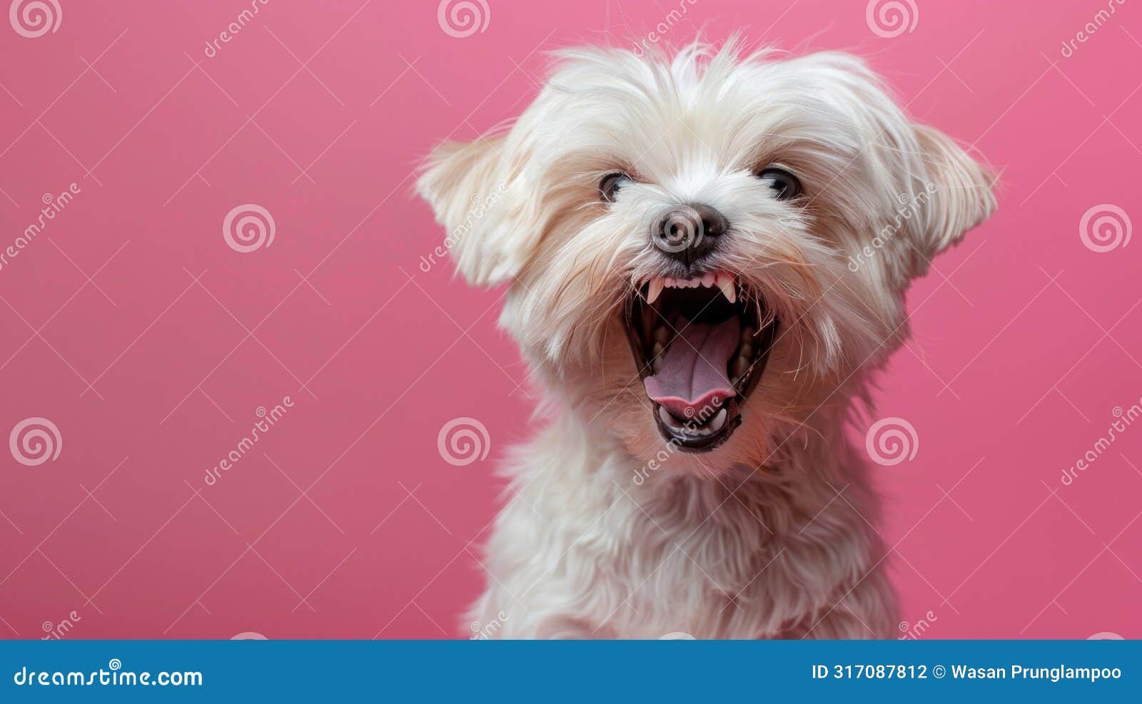 Maltese, Angry Dog Baring Its Teeth, Studio Lighting Pastel Background ...