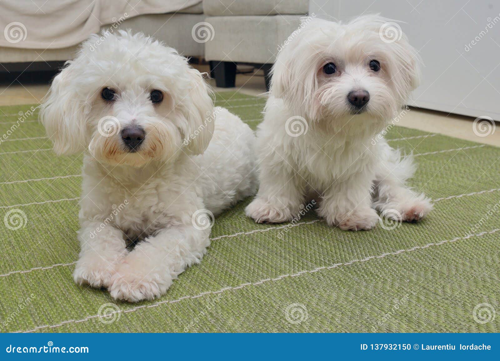 Maltese Animal Family Inside Stock Photo - Image of gnaw, togetherness ...