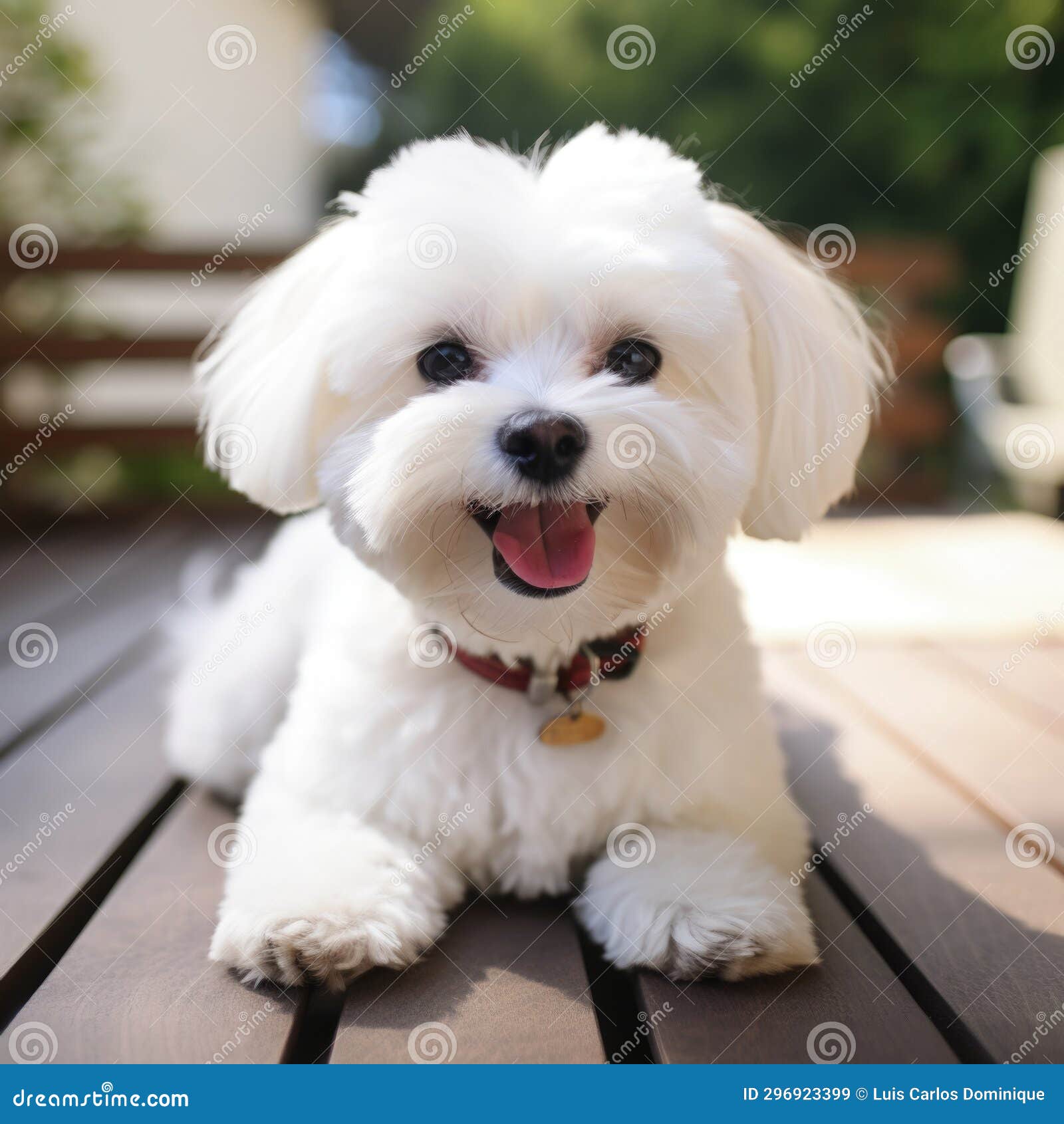 Maltese Bichon Looking Straight at Camera Stock Illustration ...