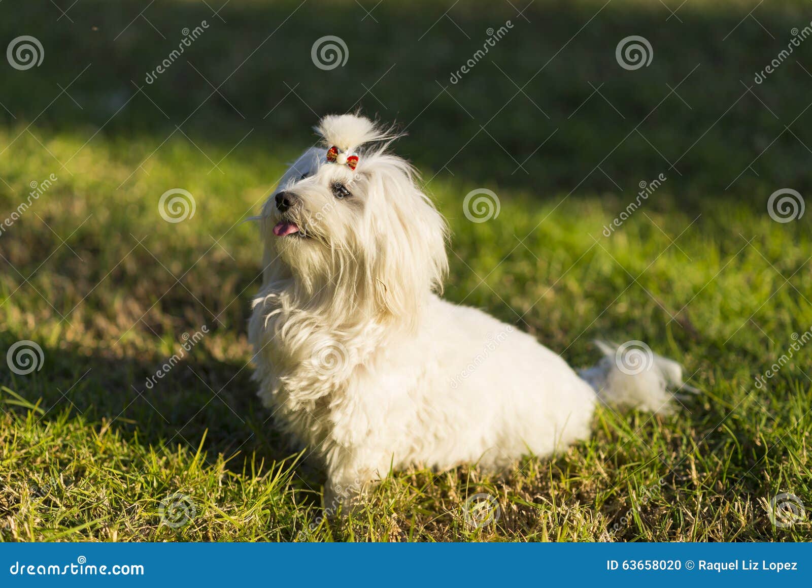 Maltese bichon. stock photo. Image of animals, hair, instinctive - 63658020