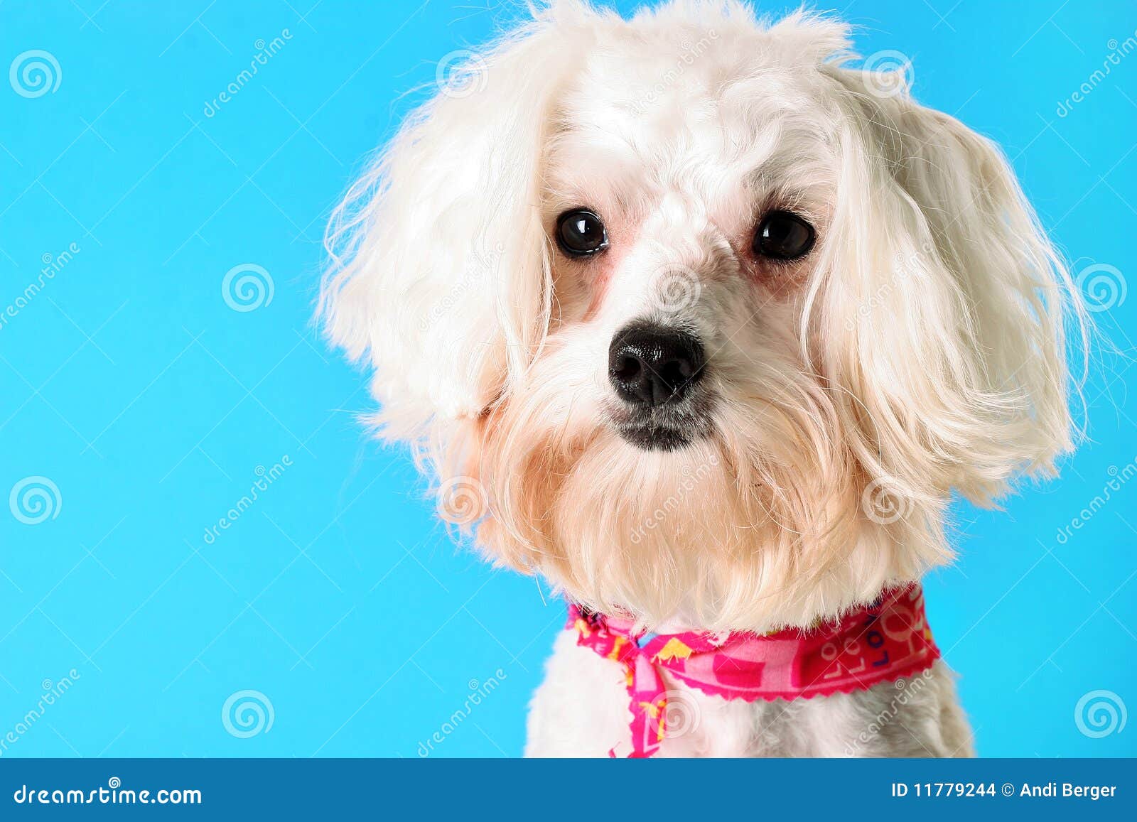 Maltese on blue stock photo. Image of pooch, cute, style - 11779244