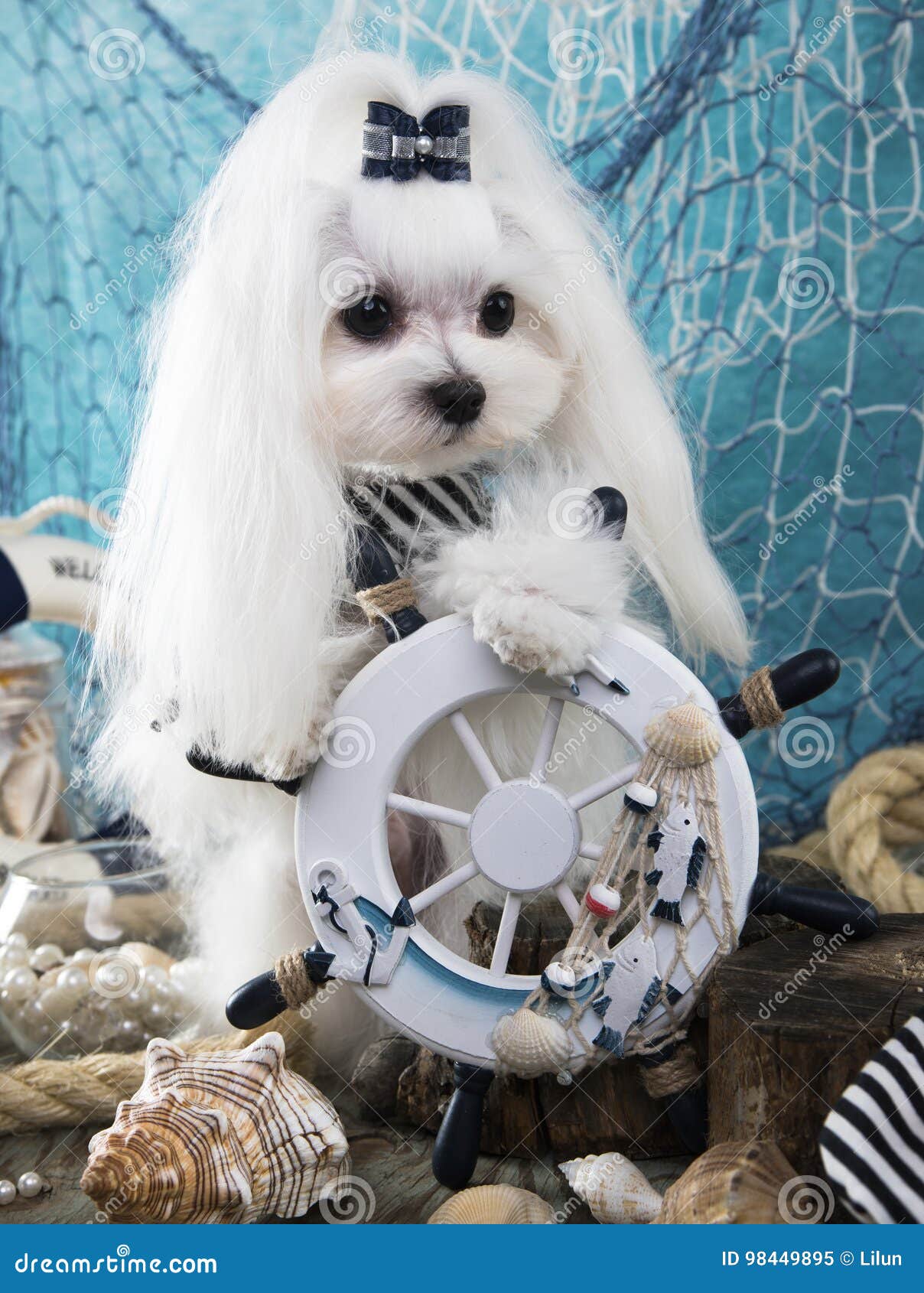 Maltese captain Dog stock image. Image of kerchief, adorable - 98449895