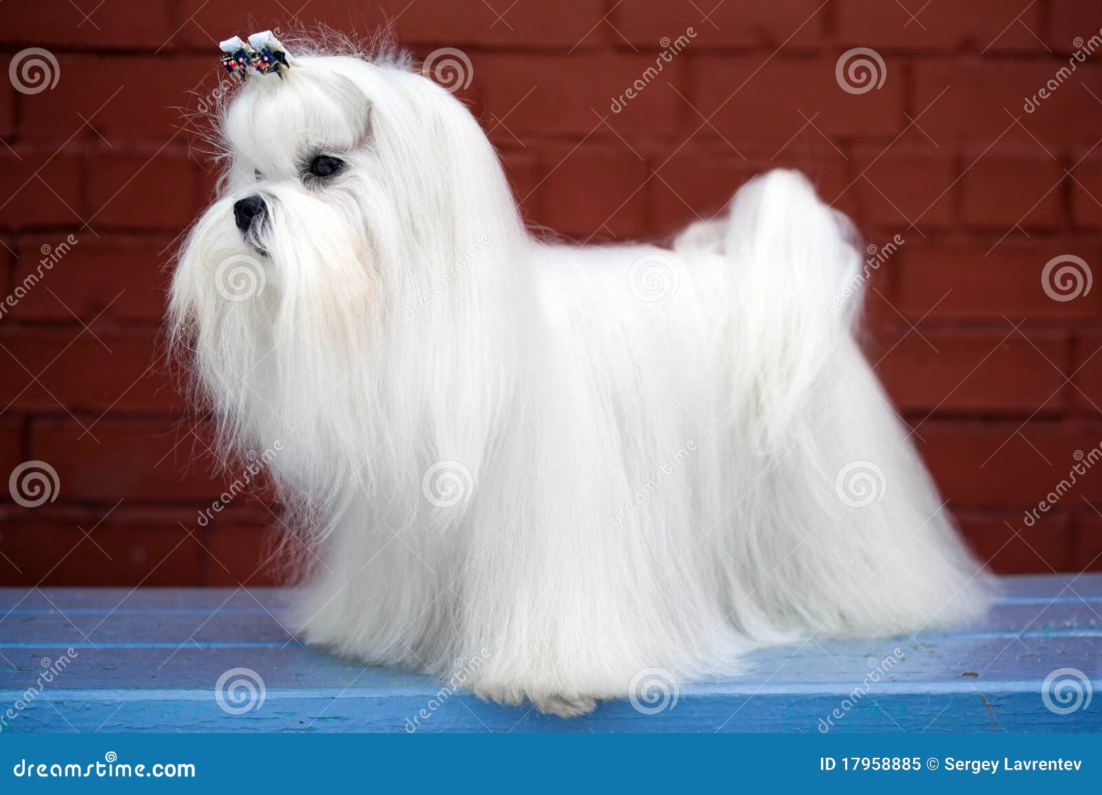 Maltese Dog stock image. Image of canine, animal, young - 17958885