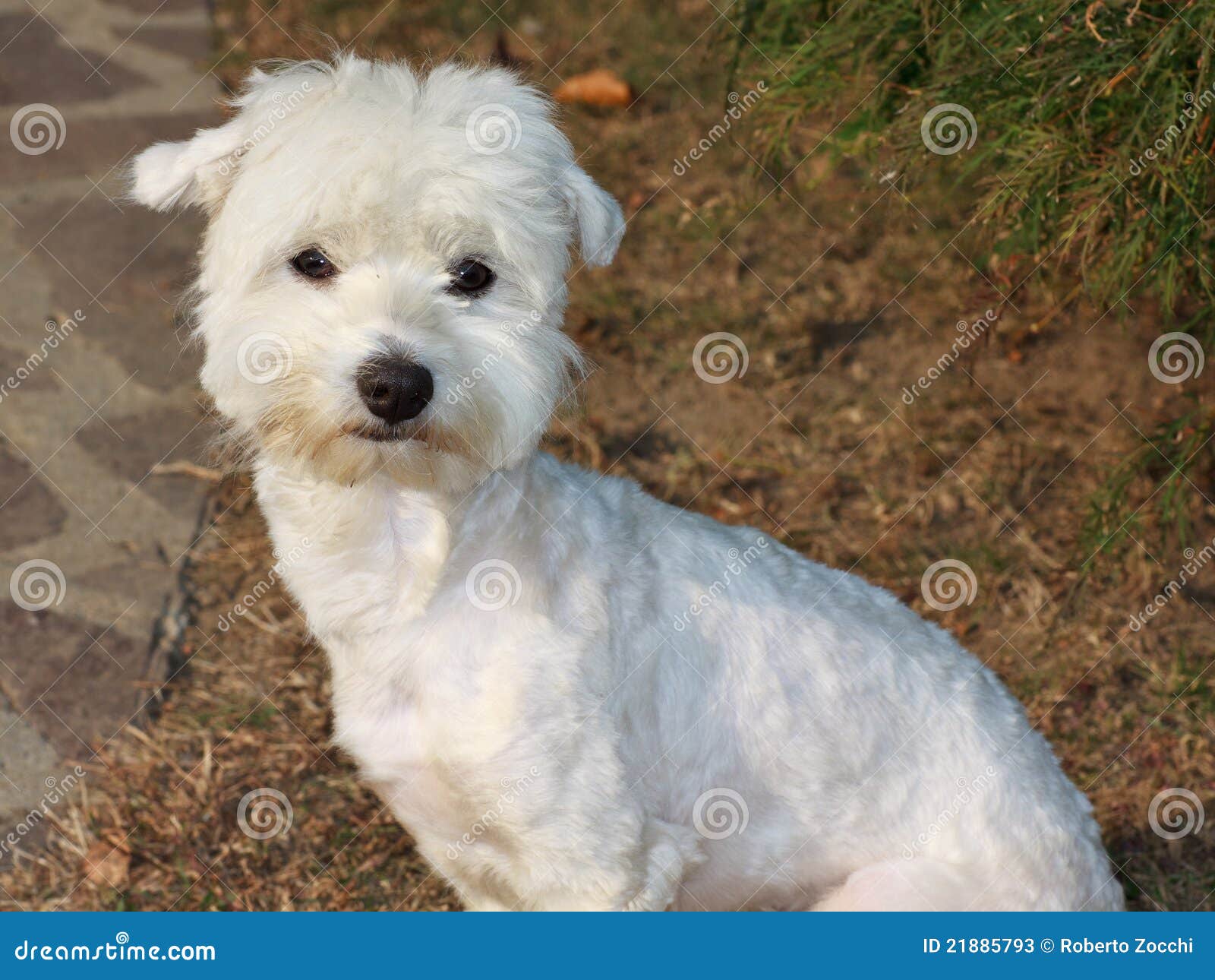 Maltese dog stock image. Image of tender, friendship - 21885793