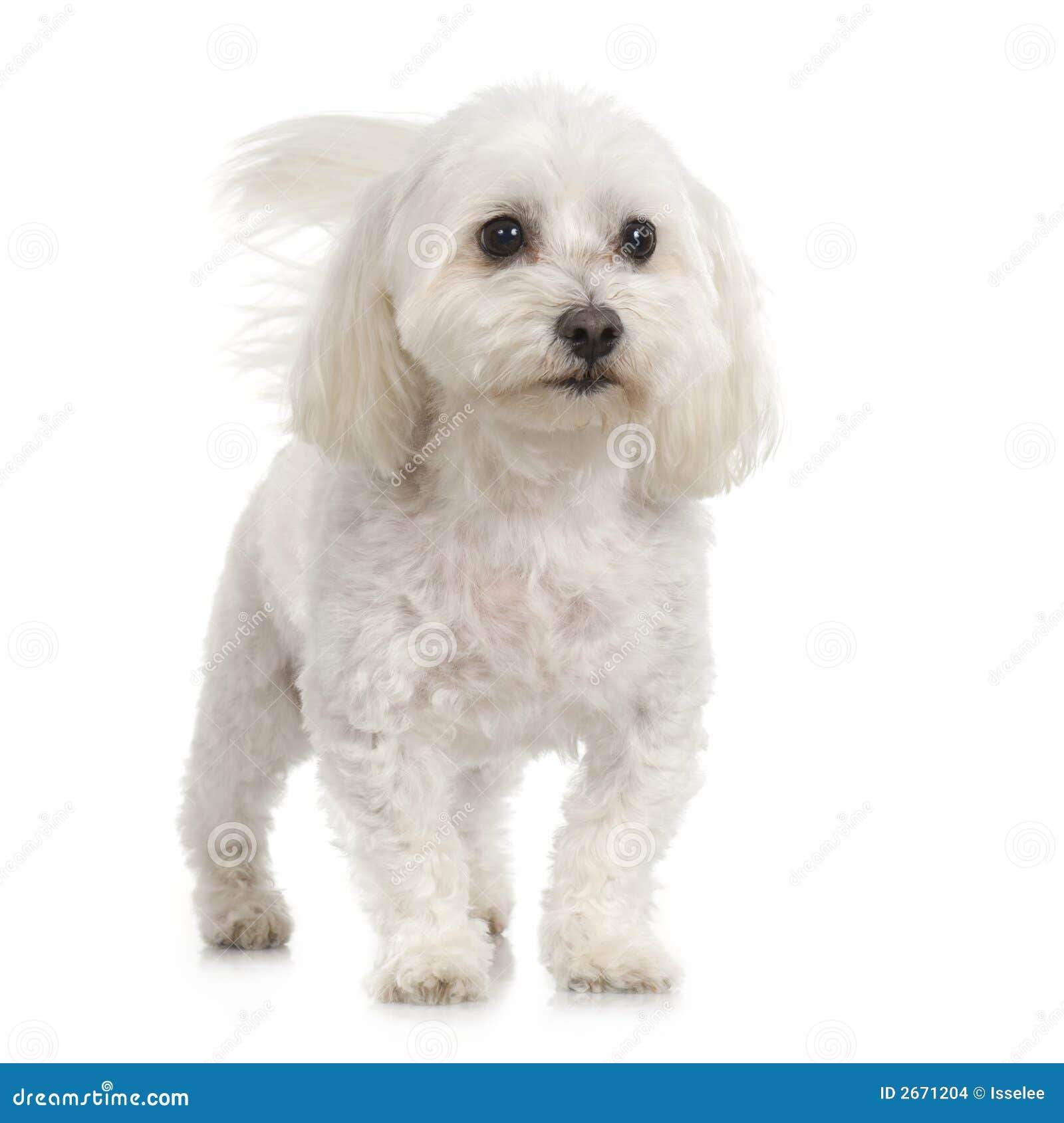 Adult Maltese Dog