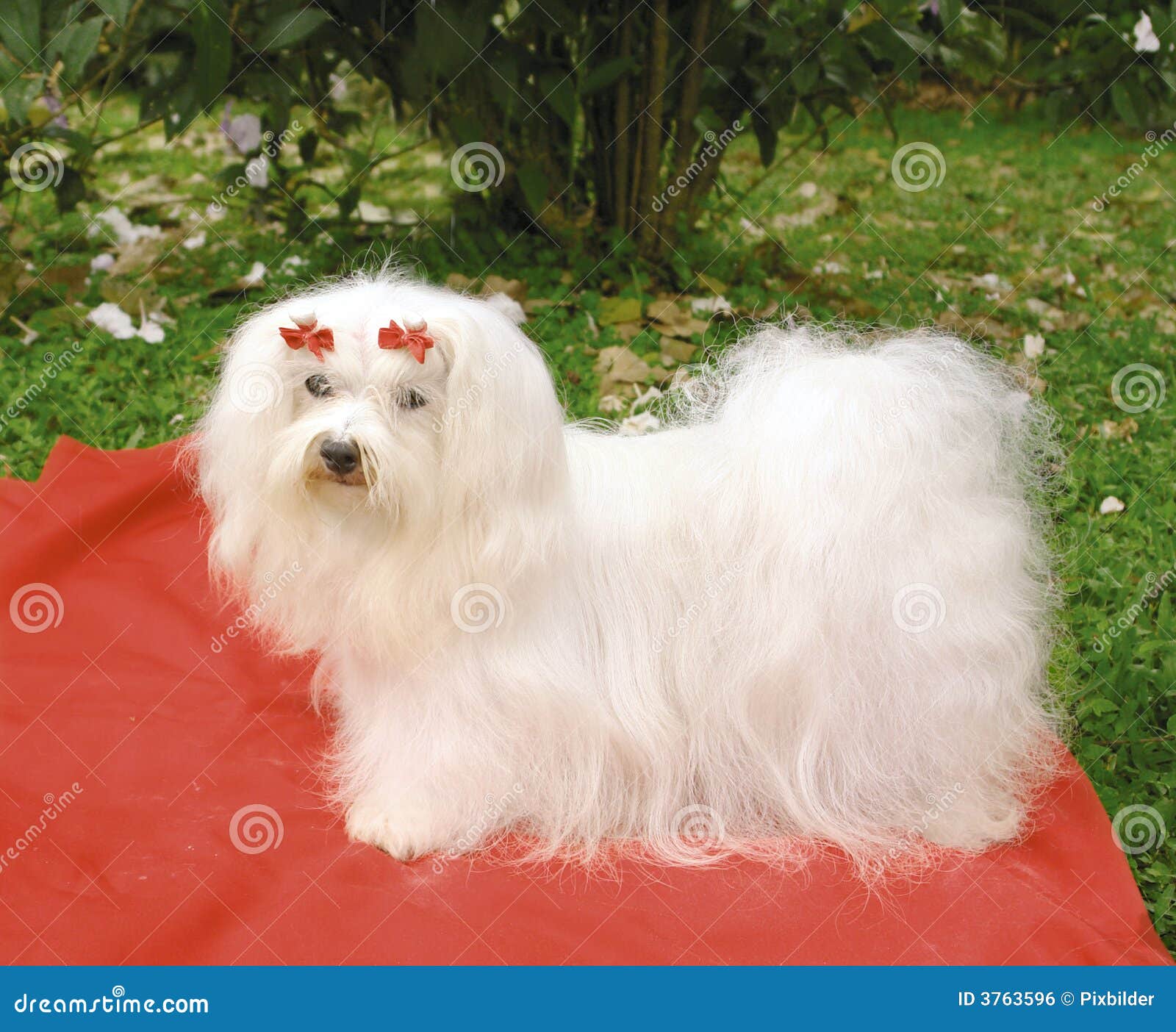 Maltese dog stock photo. Image of pure, malteser, typical - 3763596