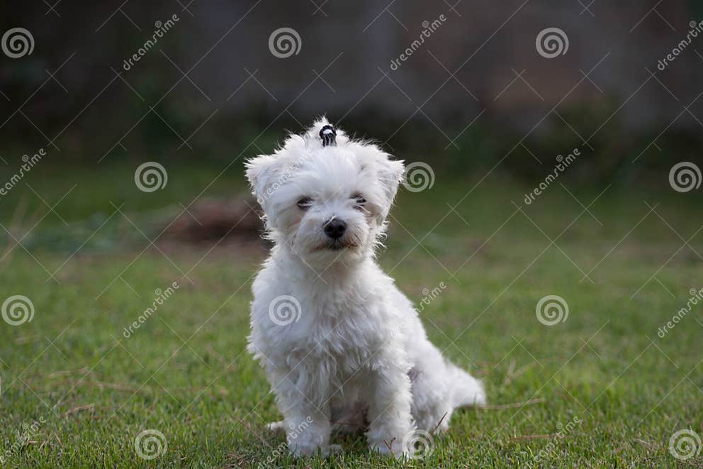 Maltese dog stock photo. Image of friend, studio, hunting - 287257518