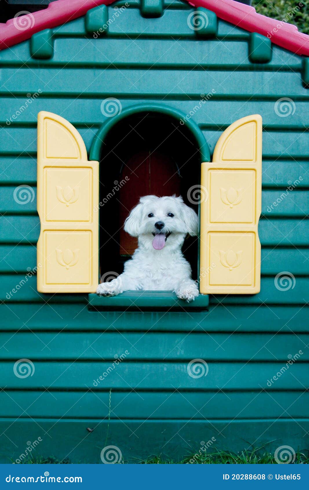 Maltese dog in the hut stock photo. Image of live, outdoors - 20288608