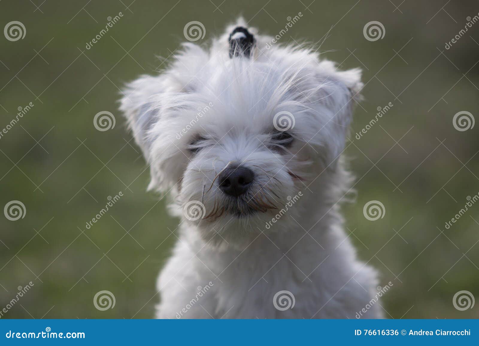 Maltese stock photo. Image of haired, italian, lapara - 76616336