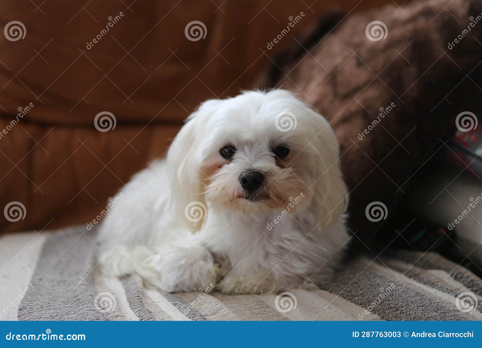 Maltese dog stock image. Image of adorable, friend, maltese - 287763003