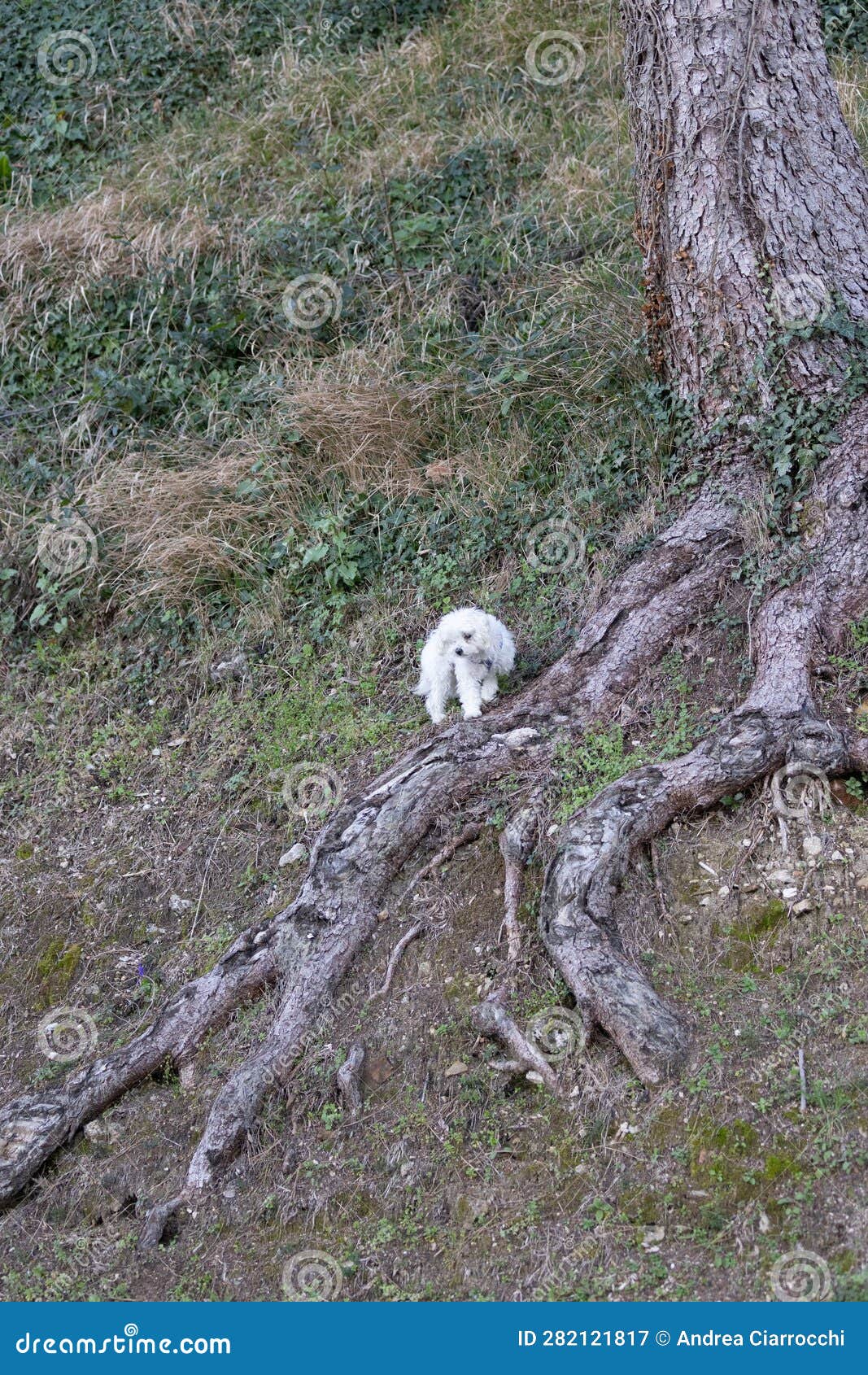 Maltese dog stock image. Image of roots, animal, friend - 282121817