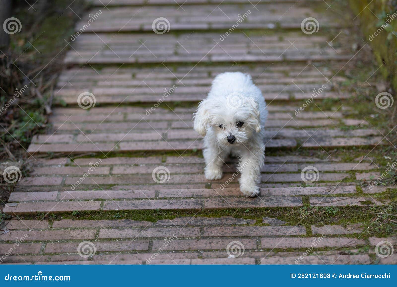 Maltese dog stock photo. Image of outdoors, maltese - 282121808