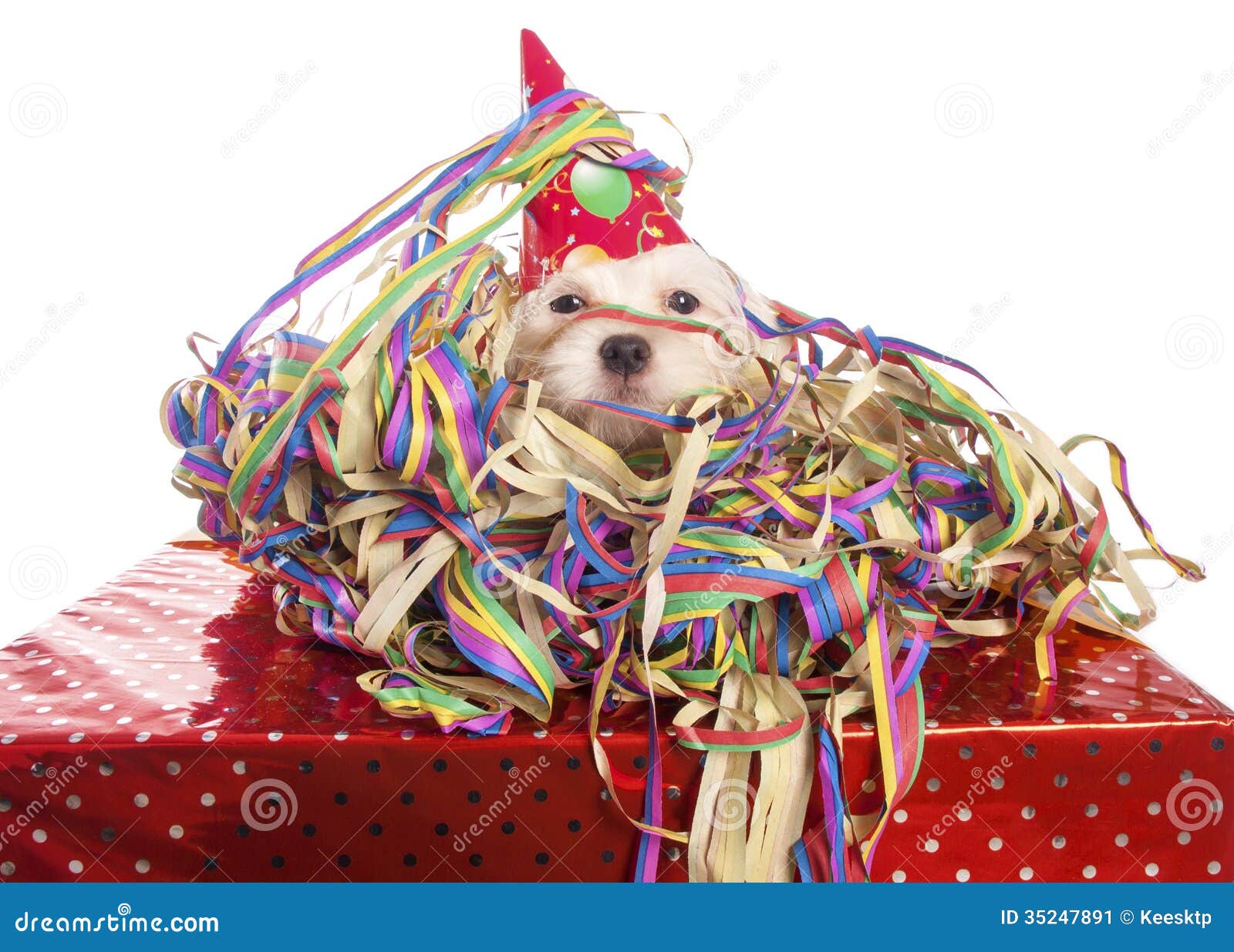 Maltese Dog Party Hat Photos - Free & Royalty-Free Stock Photos from ...