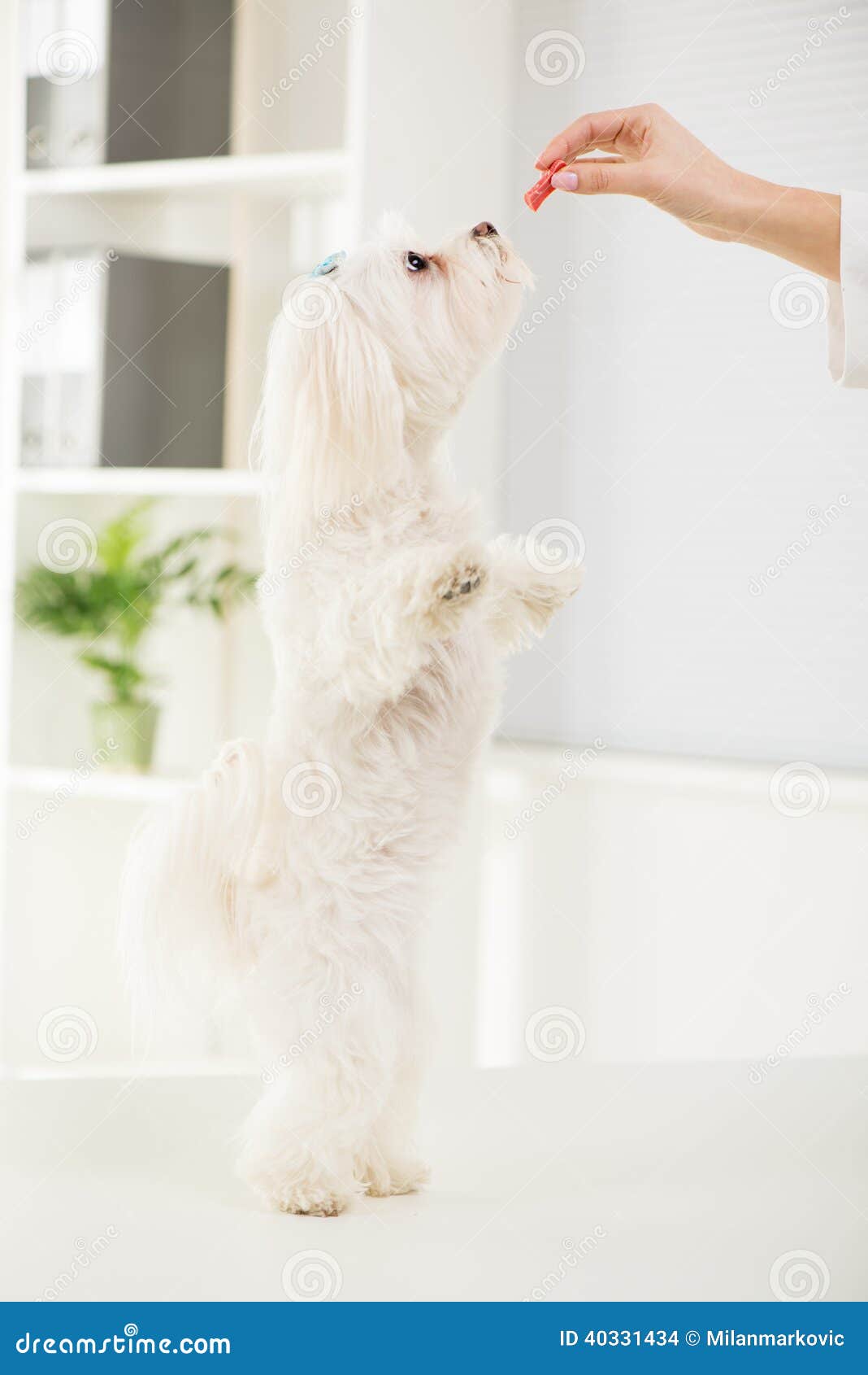 Maltese dog stock photo. Image of vertical, animal, cute - 40331434