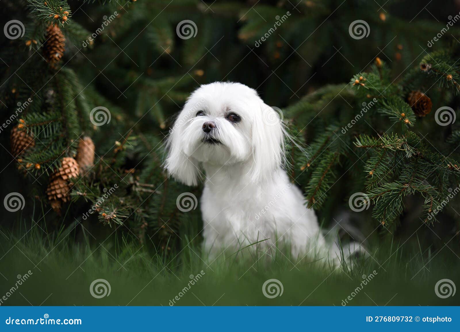 Maltese Dog Posing by a Pine Tree Outdoors Stock Photo - Image of ...