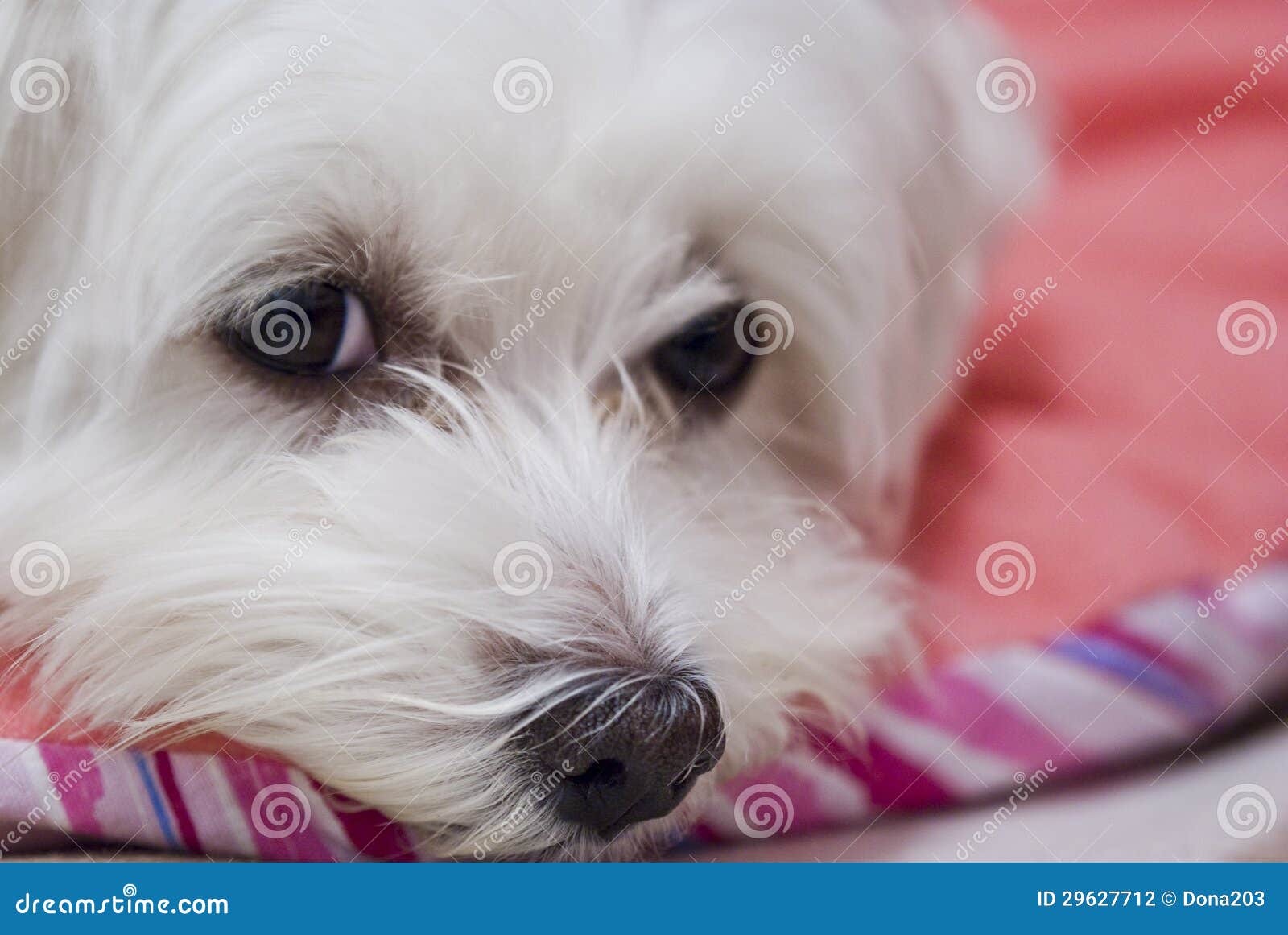 Maltese Dog Resting on Pink Pillow Stock Photo - Image of ears, animal ...