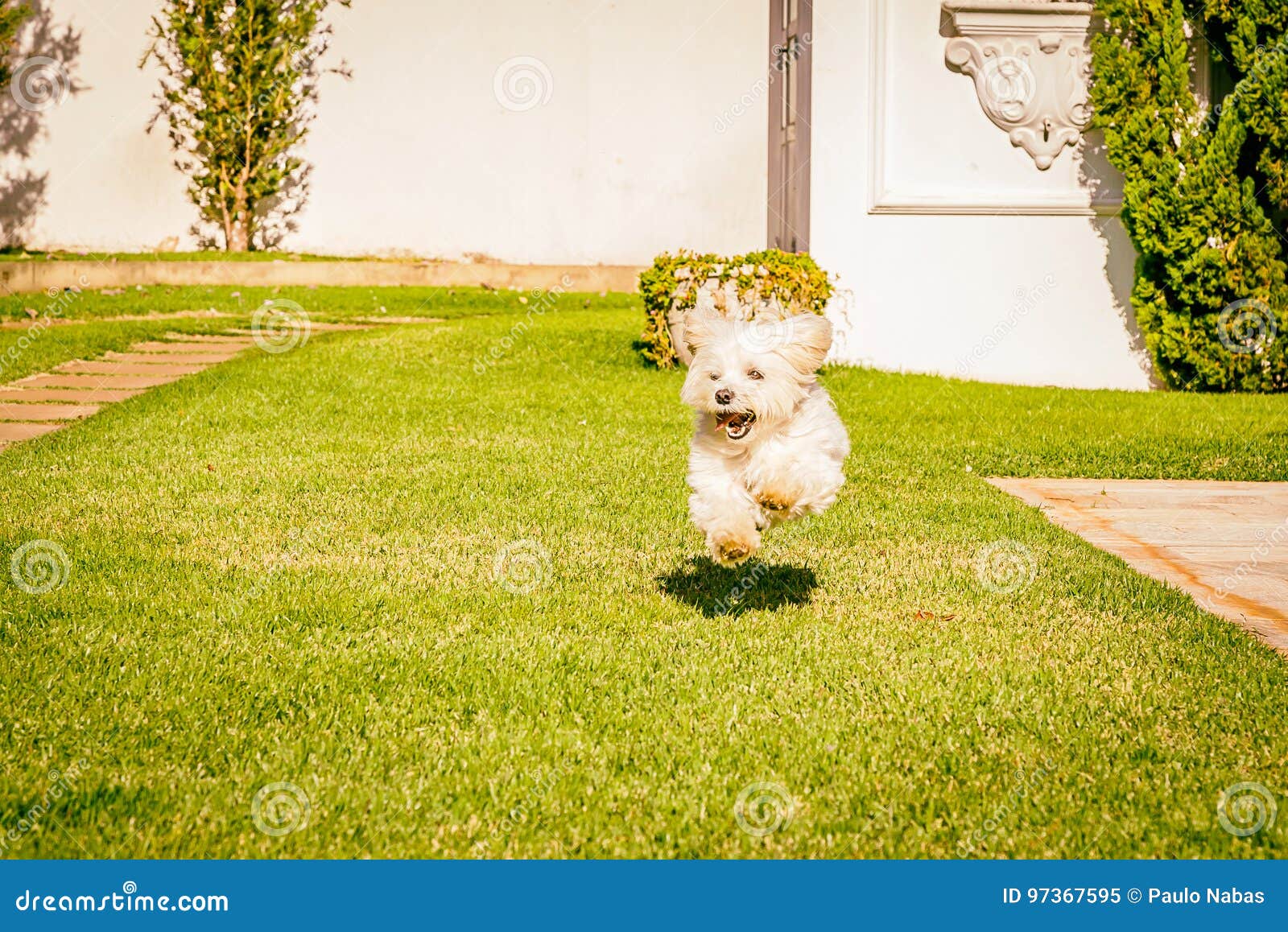 Maltese Dog Running on the Grass Stock Image - Image of playful, collie ...