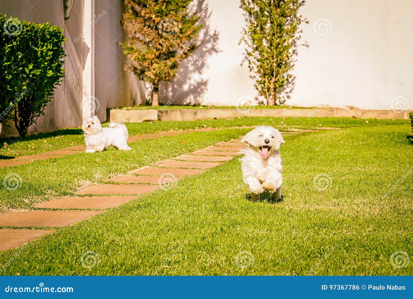Maltese Dog Running on the Grass Stock Photo - Image of border ...