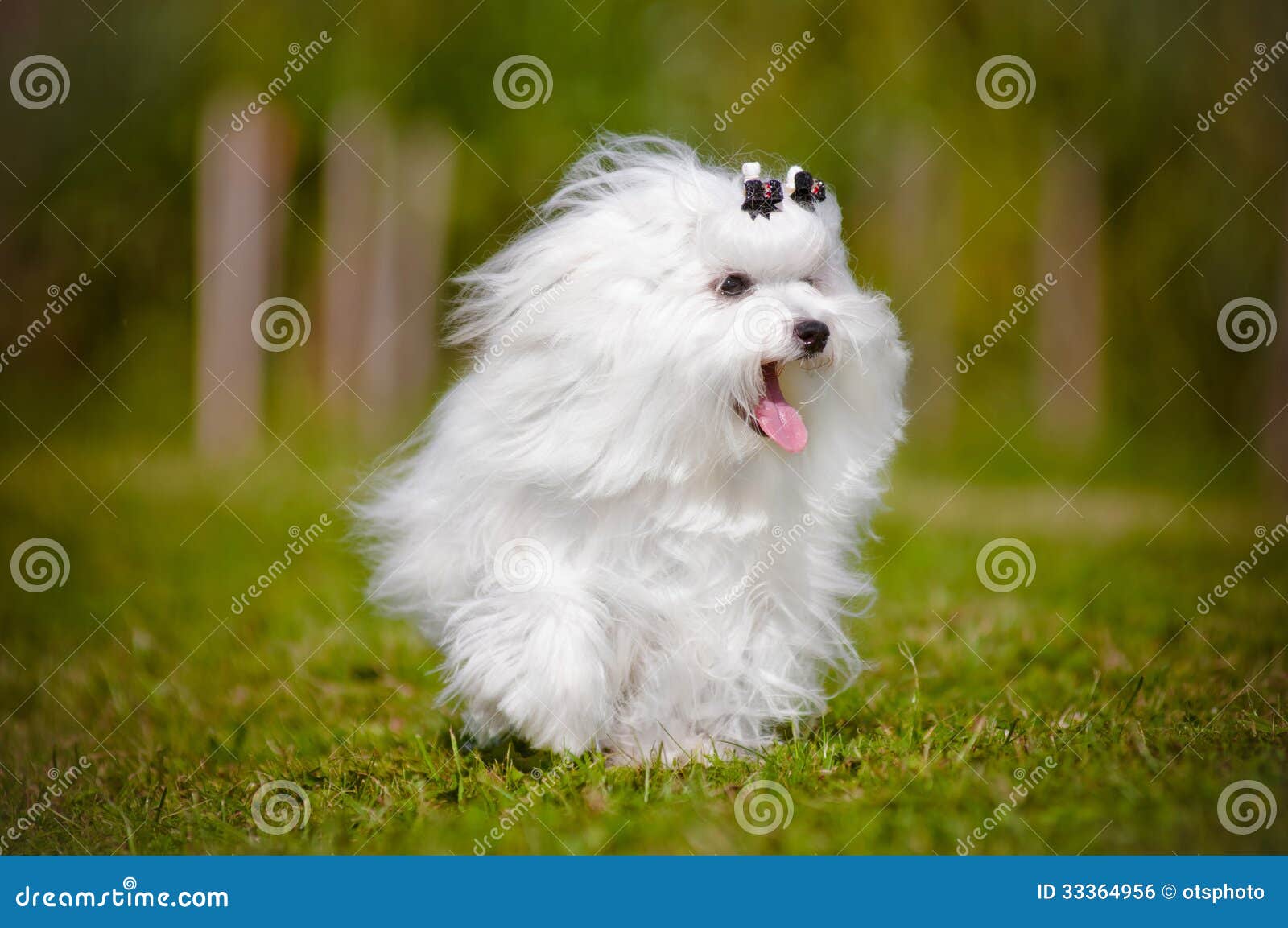 Maltese dog running stock photo. Image of beautiful, active - 33364956
