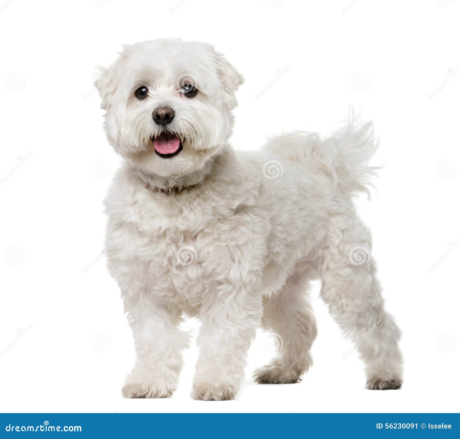 Maltese in Front of a White Background Stock Image - Image of shot ...