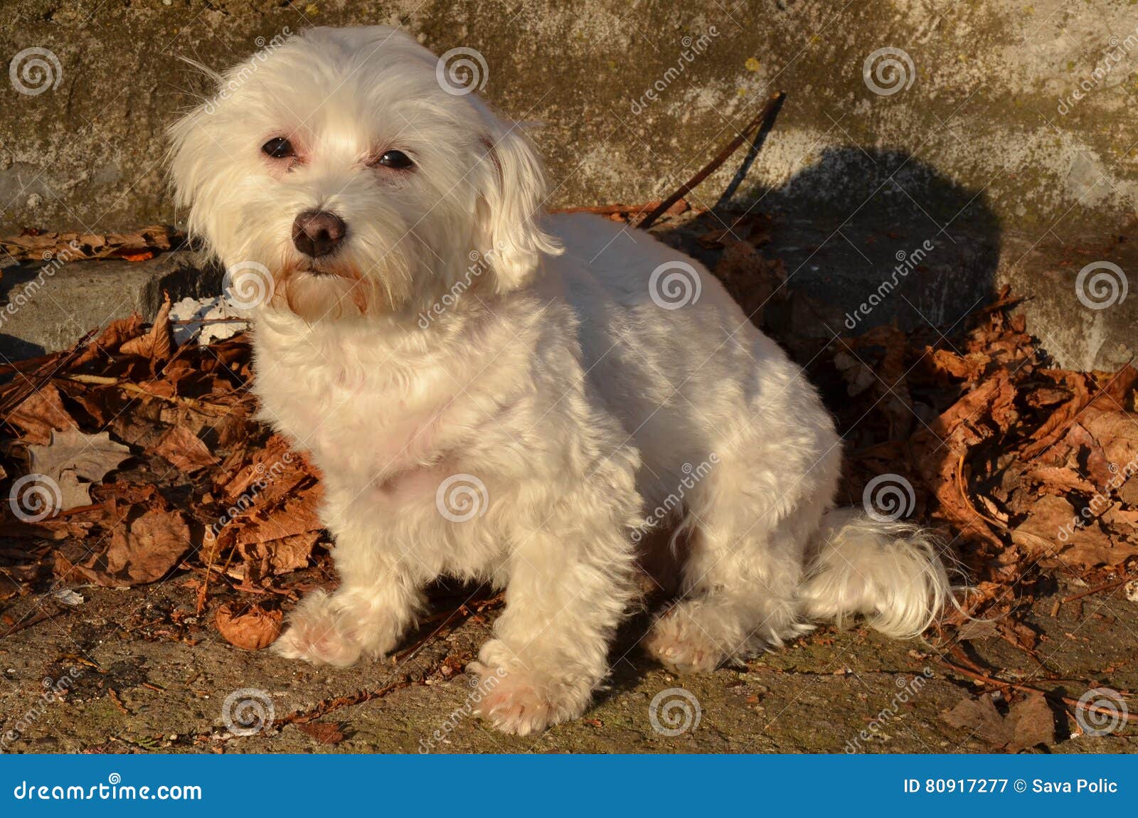 Maltese stock image. Image of fall, year, watching, white - 80917277