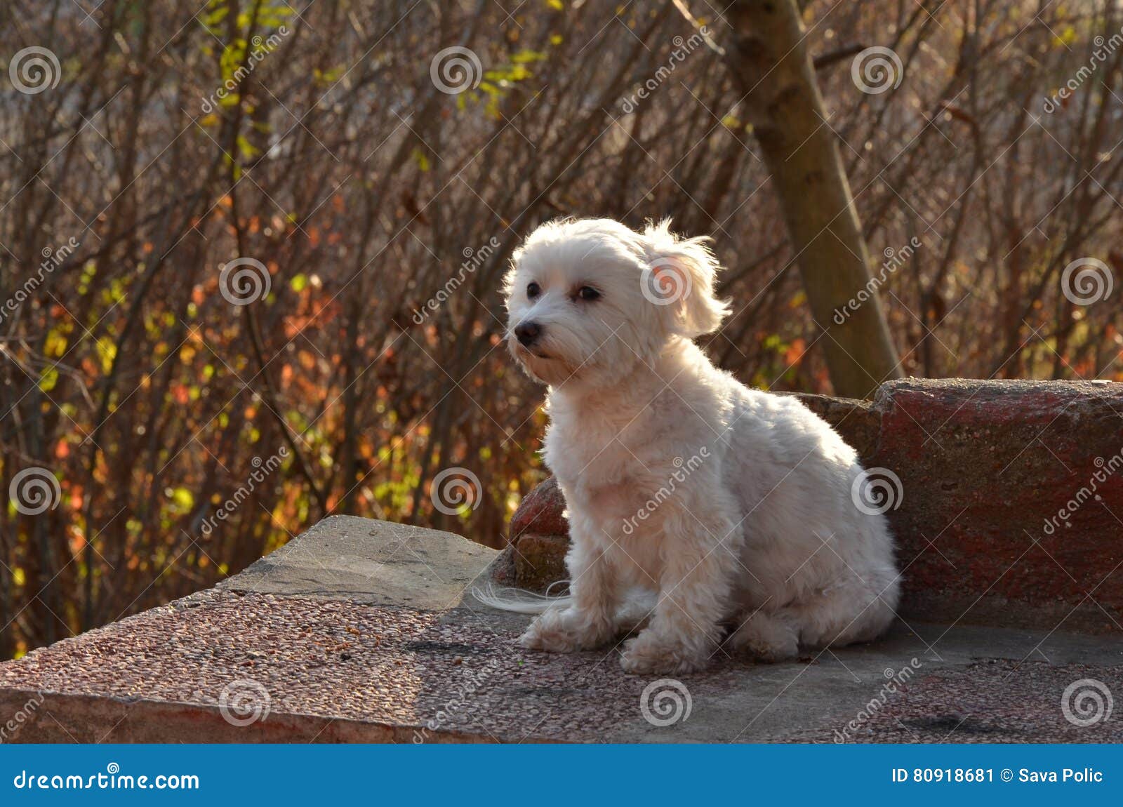 Maltese stock image. Image of forest, view, fall, nature - 80918681