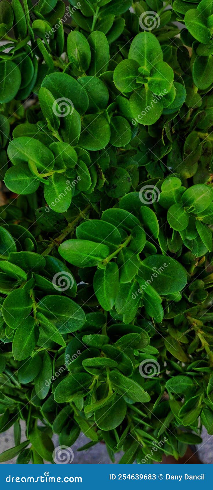 Maltese plant leaves stock image. Image of vegetation - 254639683