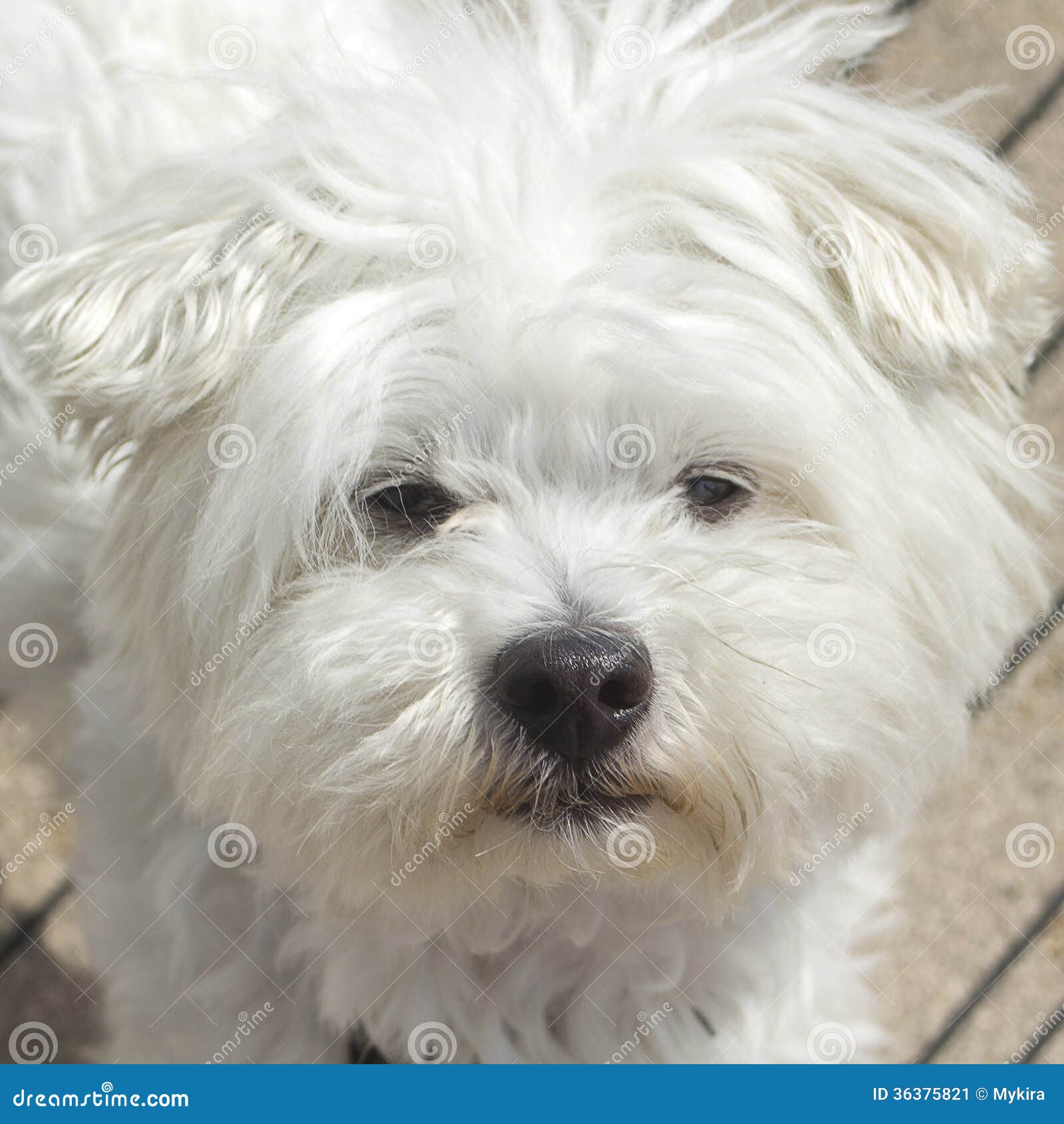 Maltese portrait stock image. Image of cute, sitting - 36375821