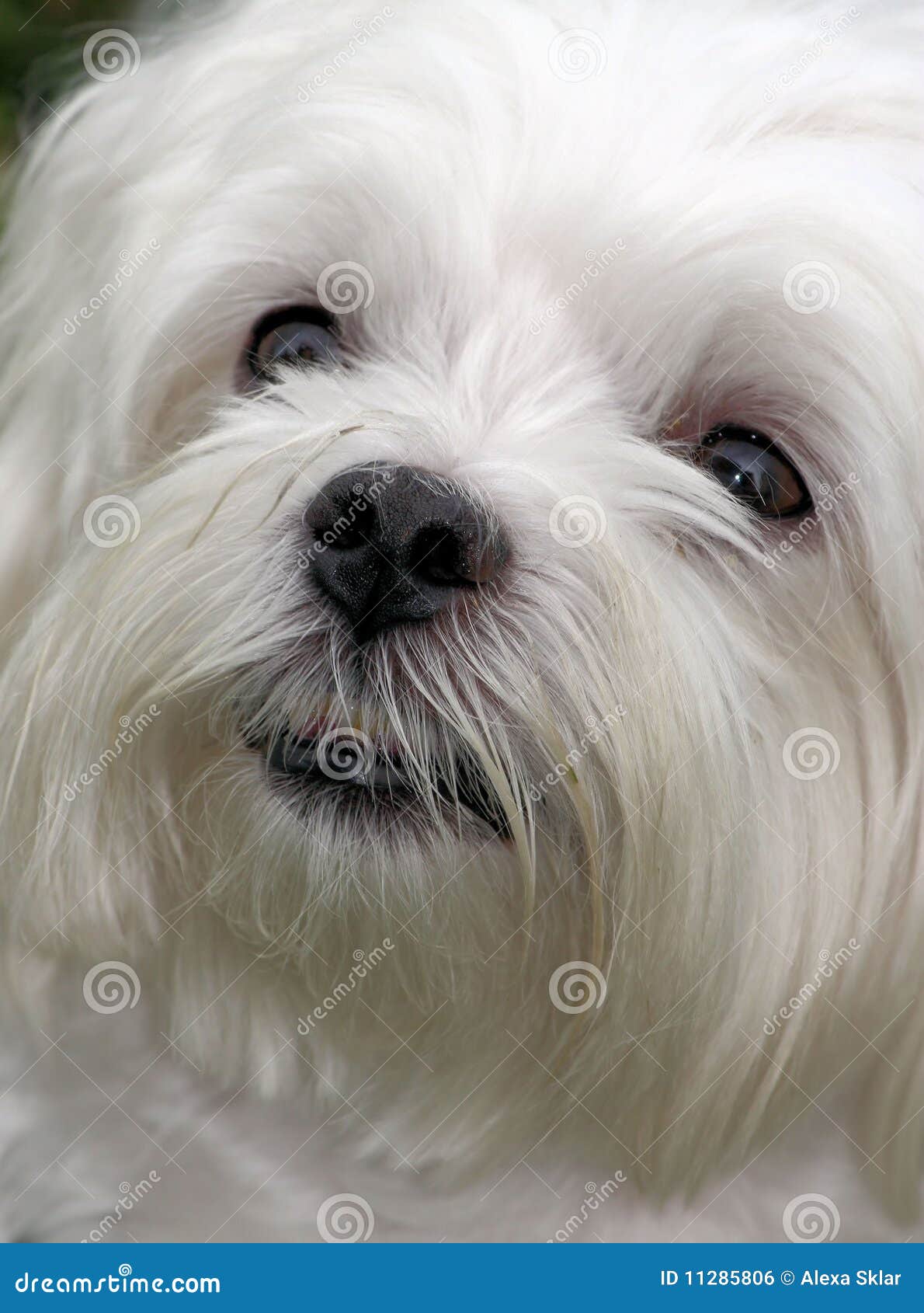 Maltese Puppy stock photo. Image of maltese, breed, doggy - 11285806
