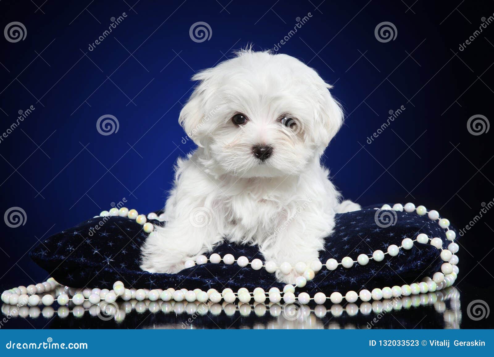 18,325 Maltese Blue Stock Photos - Free & Royalty-Free Stock Photos ...