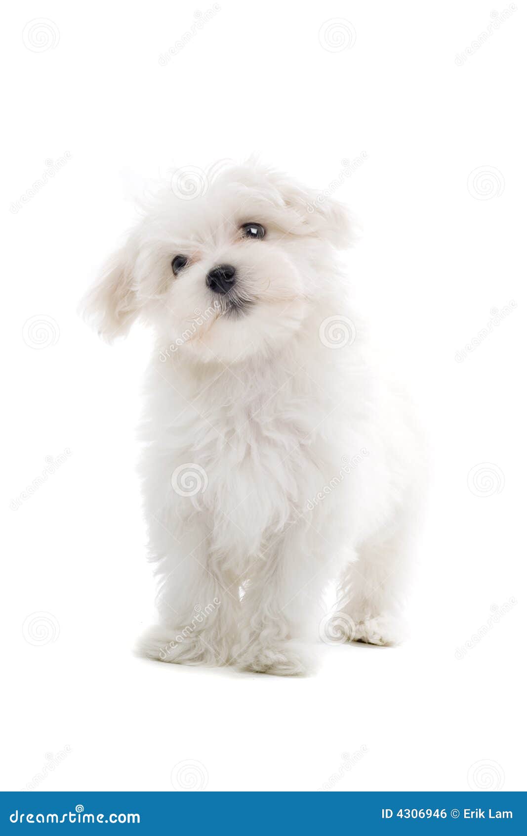 4,522 Purebred Maltese Puppy Stock Photos - Free & Royalty-Free Stock ...