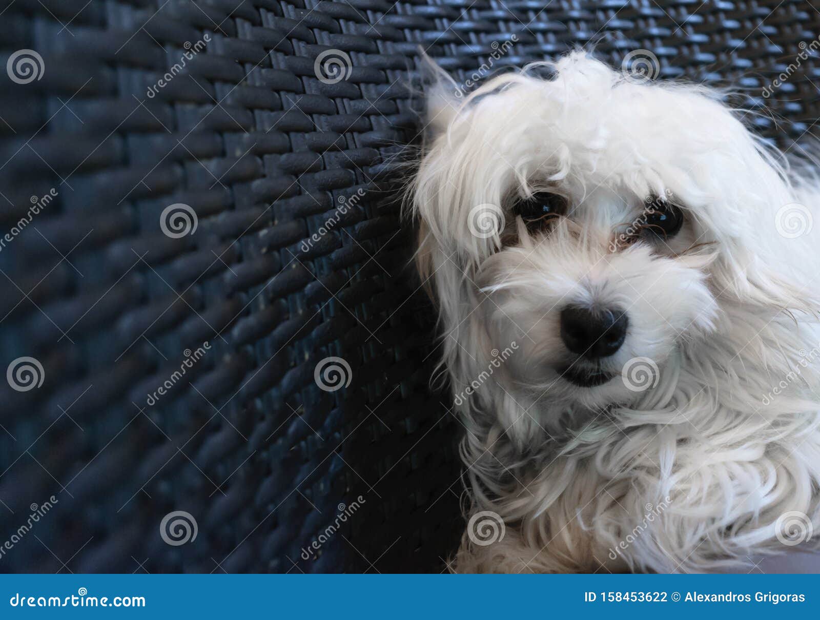 Maltese Puppy Dog Posing Like a Model Stock Photo - Image of puppy ...