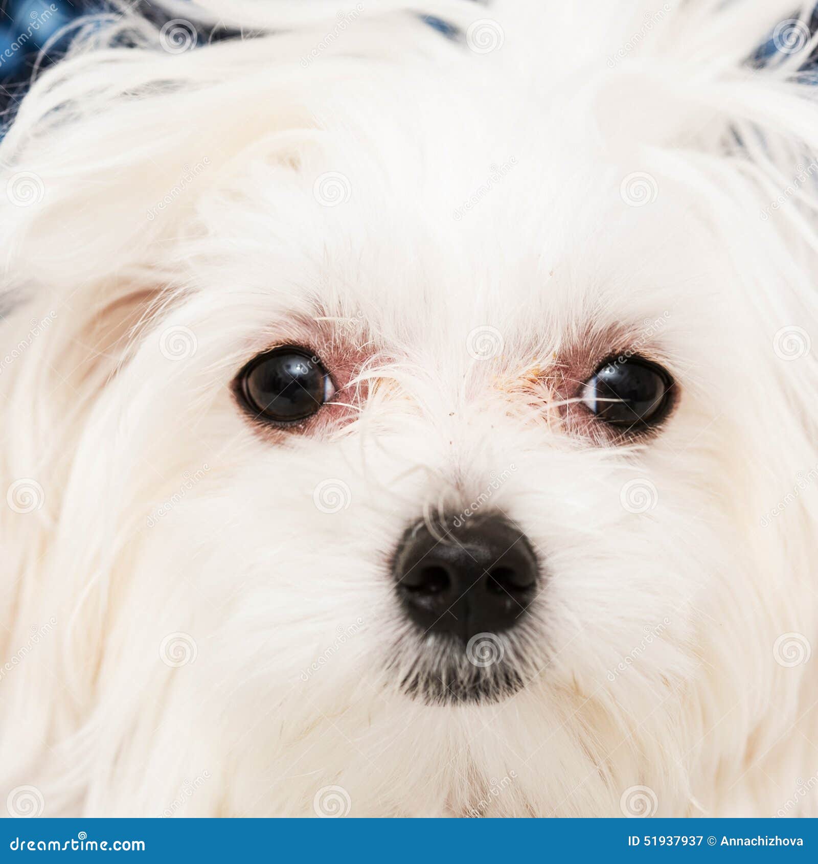 Maltese puppy stock image. Image of portrait, creature - 51937937