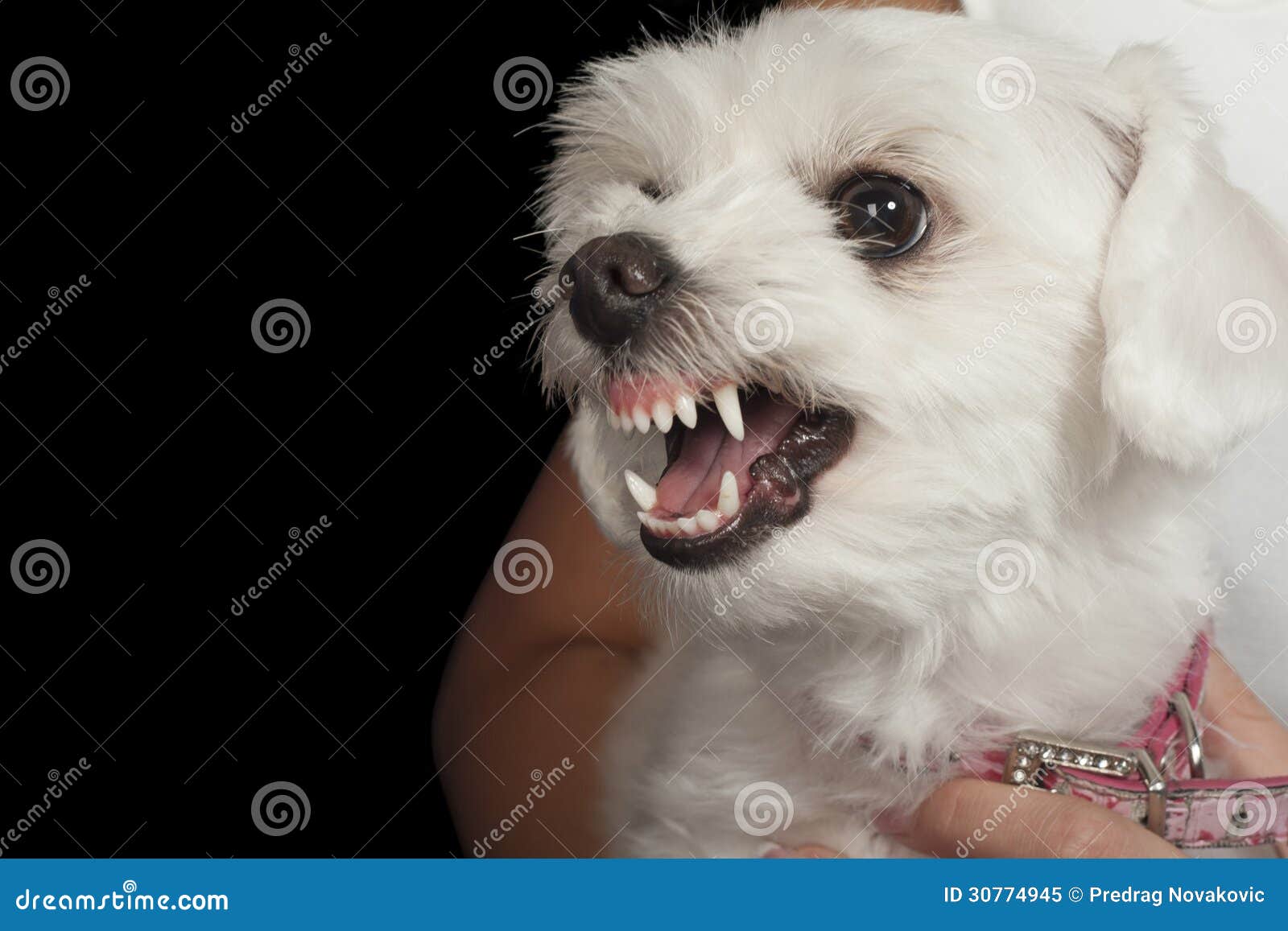 Maltese puppy stock image. Image of female, composition - 30774945