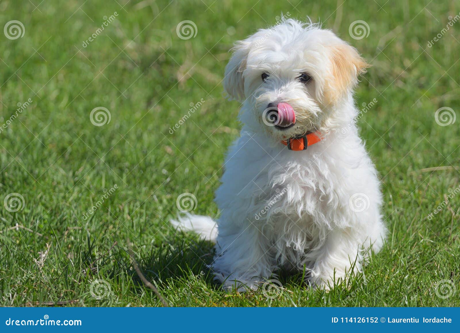 Maltese Puppy Playing in the Garden Stock Photo - Image of grass ...