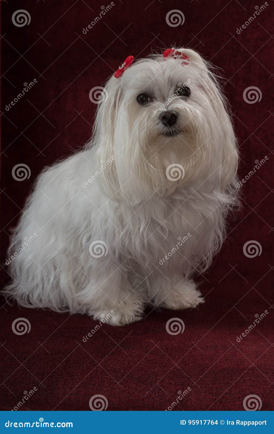 Maltese with red bows stock photo. Image of sitting, background - 95917764
