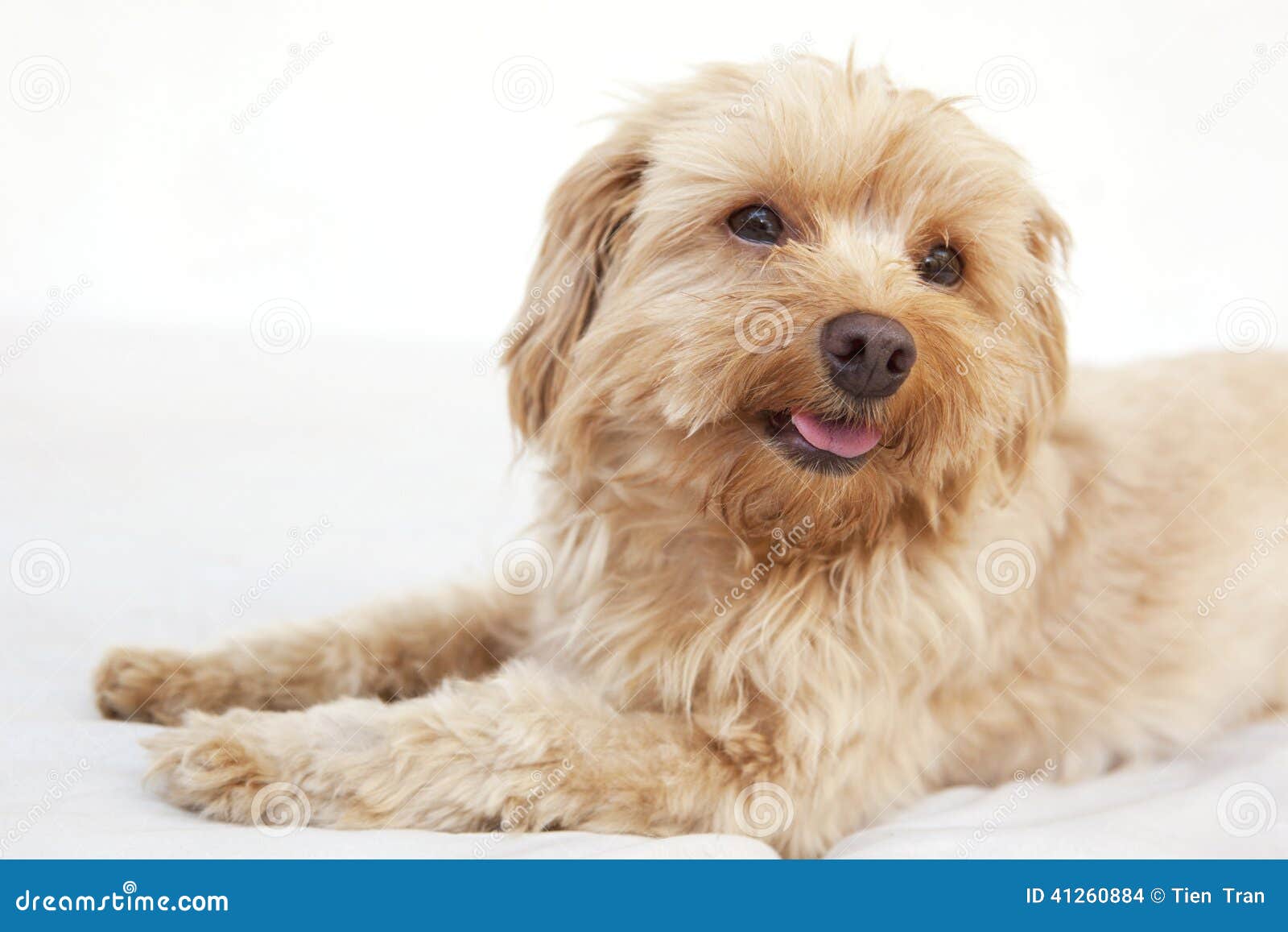 Maltese Terrier headshot stock photo. Image of headshot - 41260884