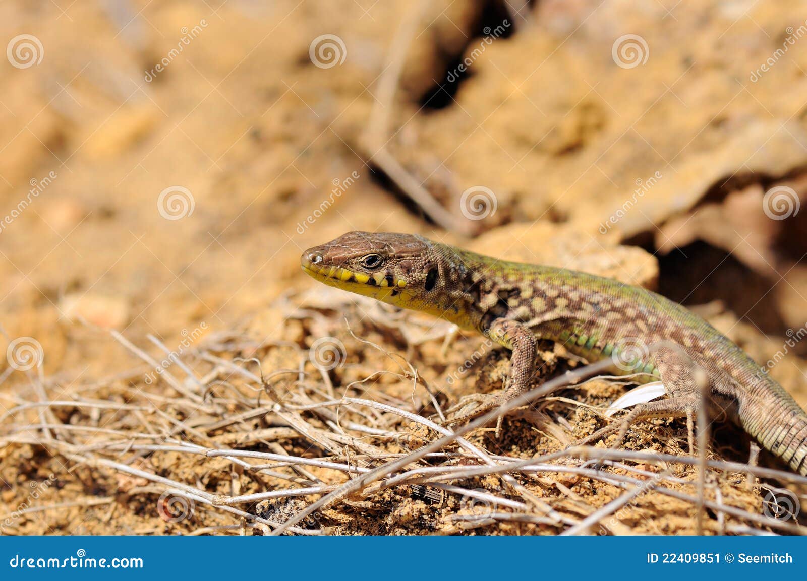 Maltese Wall Lizard Or Filfola Lizard Podarcis Filfolensis In Sliema ...