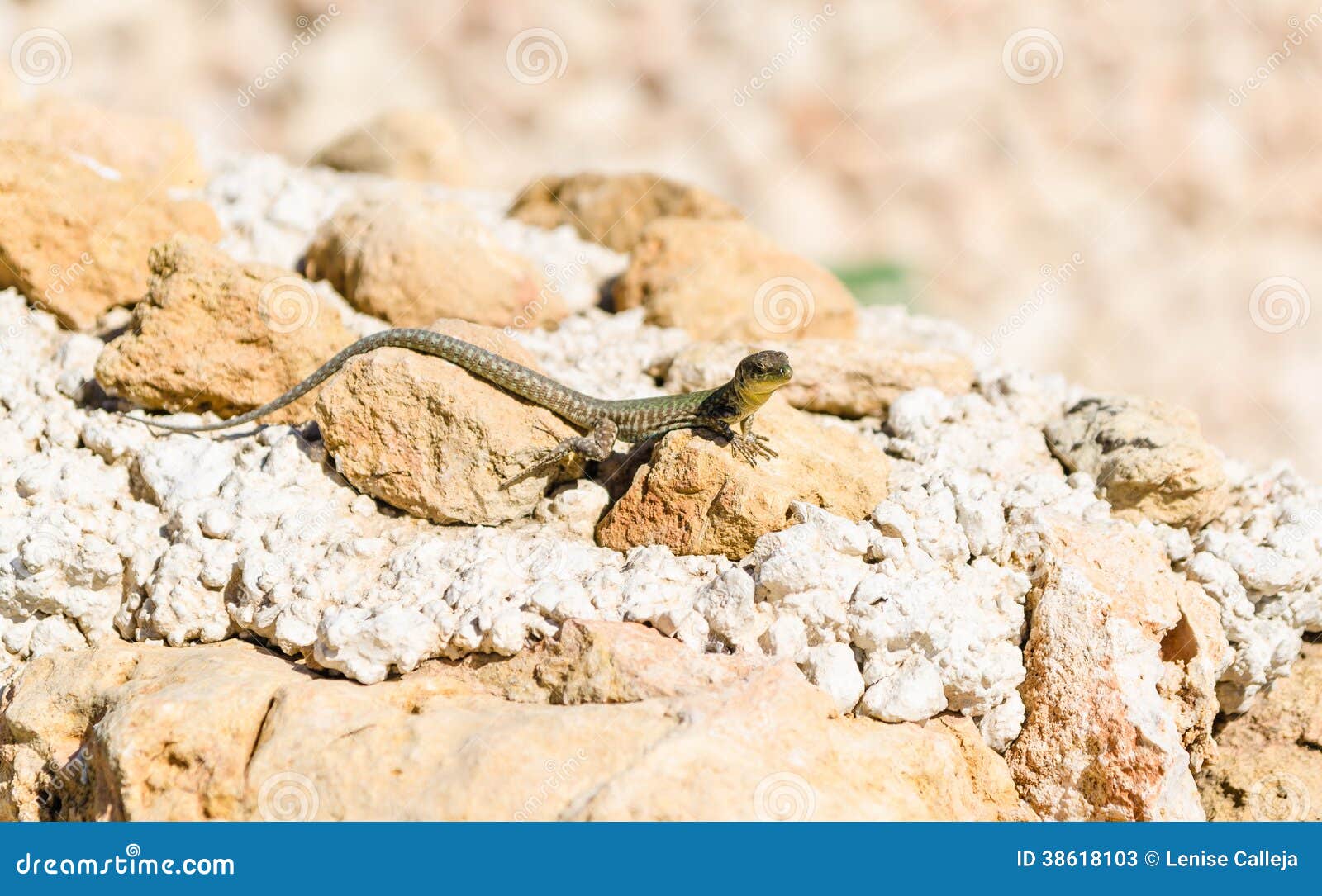 Maltese Wall Lizard Or Filfola Lizard Podarcis Filfolensis In Sliema ...