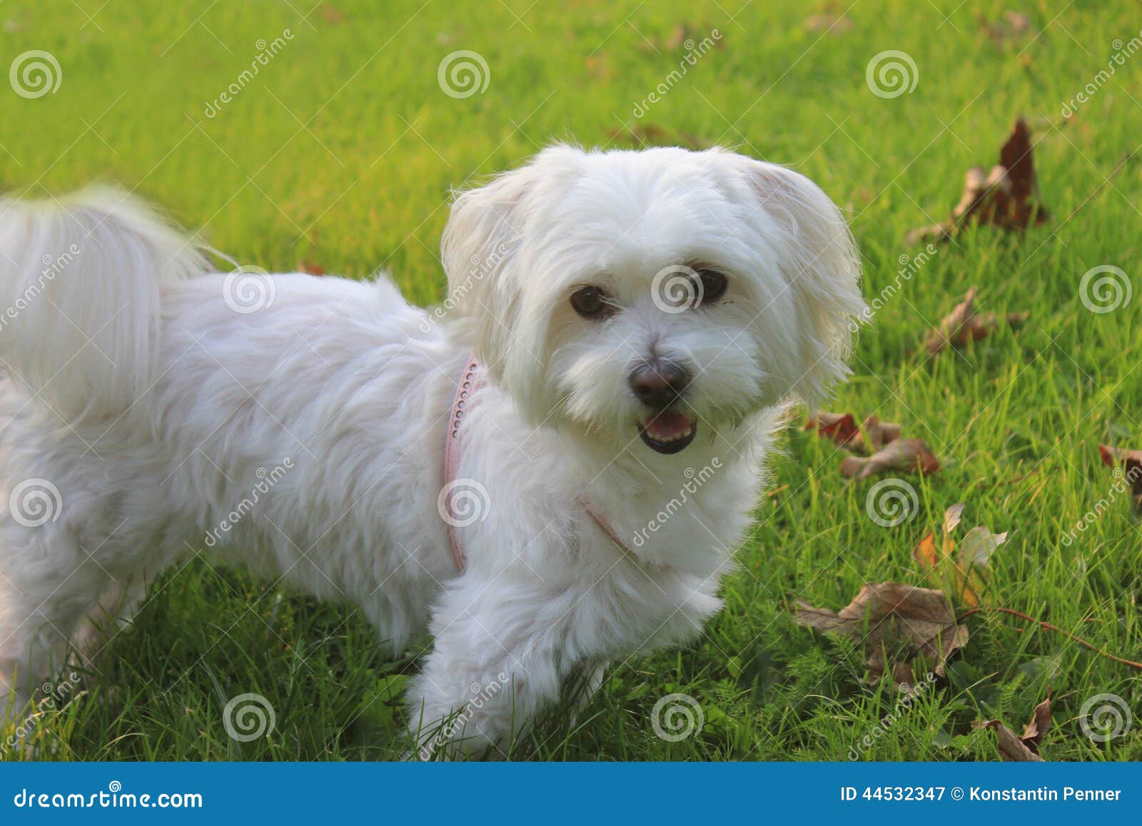 Malteser / Maltese - West Higland Terrier Half-breed Stock Image ...