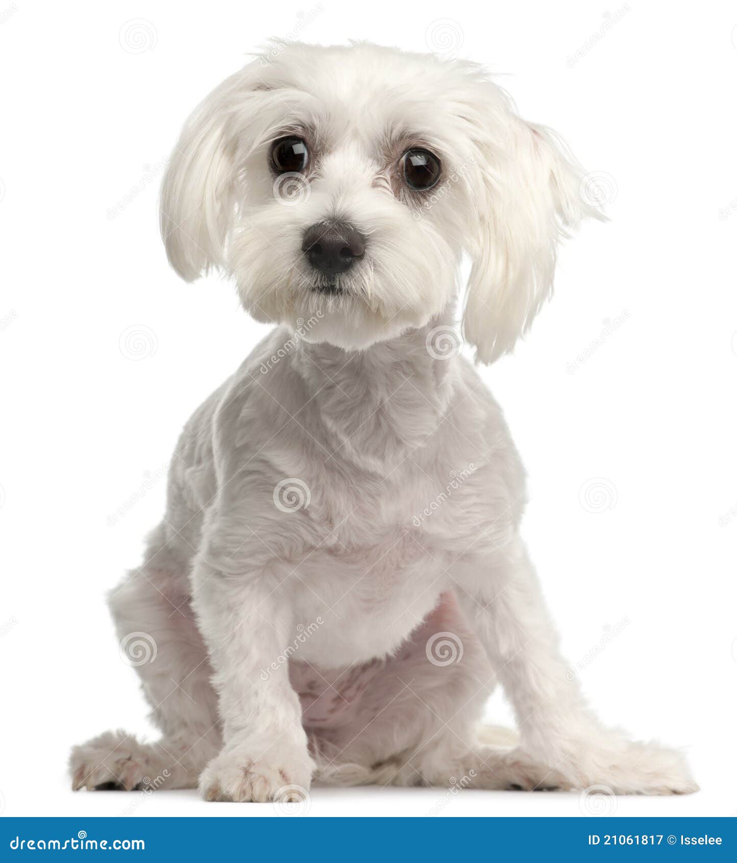 Maltesisch, 10 Monate Alte, Sitzend Stockbild - Bild von haustier, tier ...