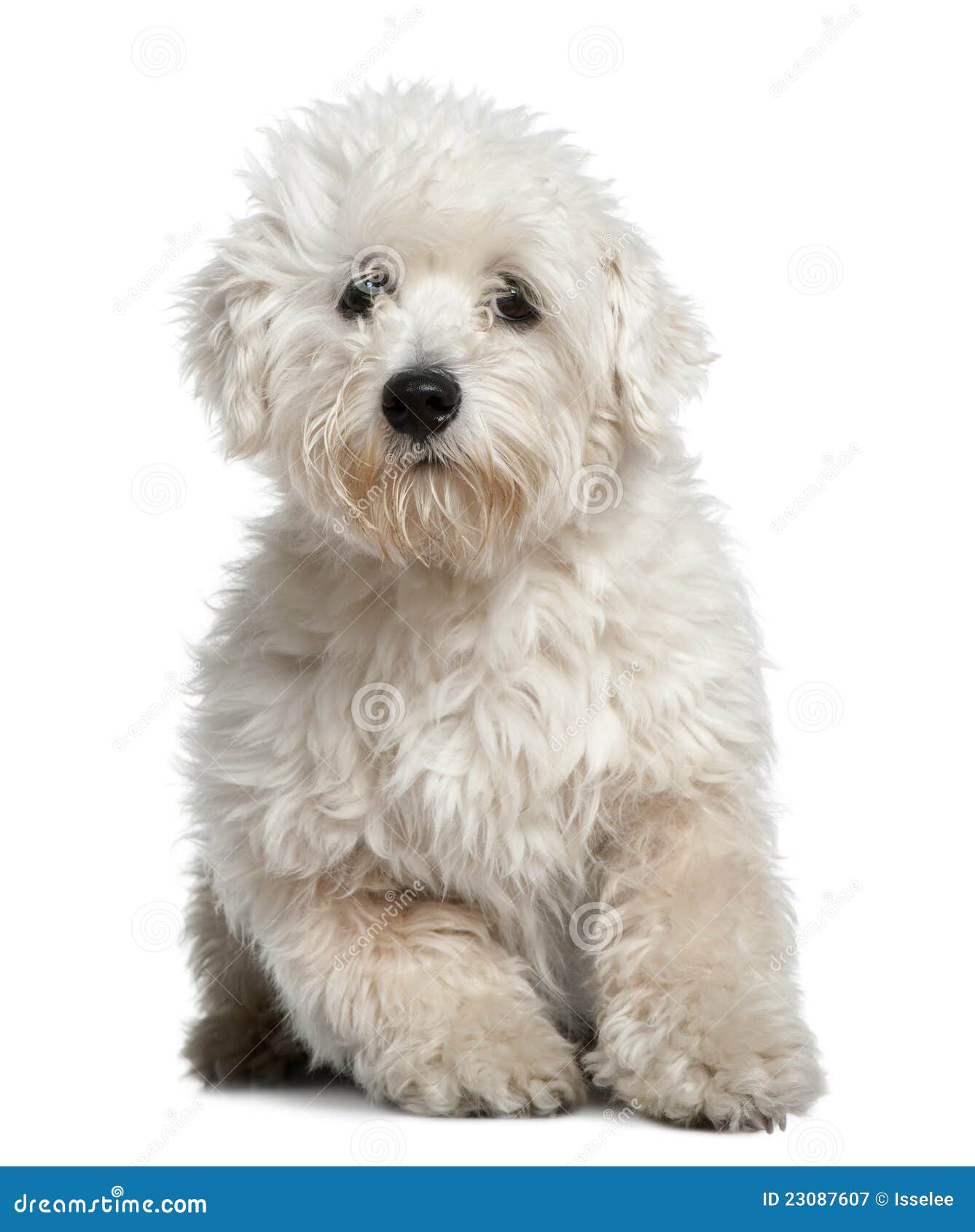 Maltesisch, 11 Monate Alte, Sitzend Stockbild - Bild von leute, schauen ...